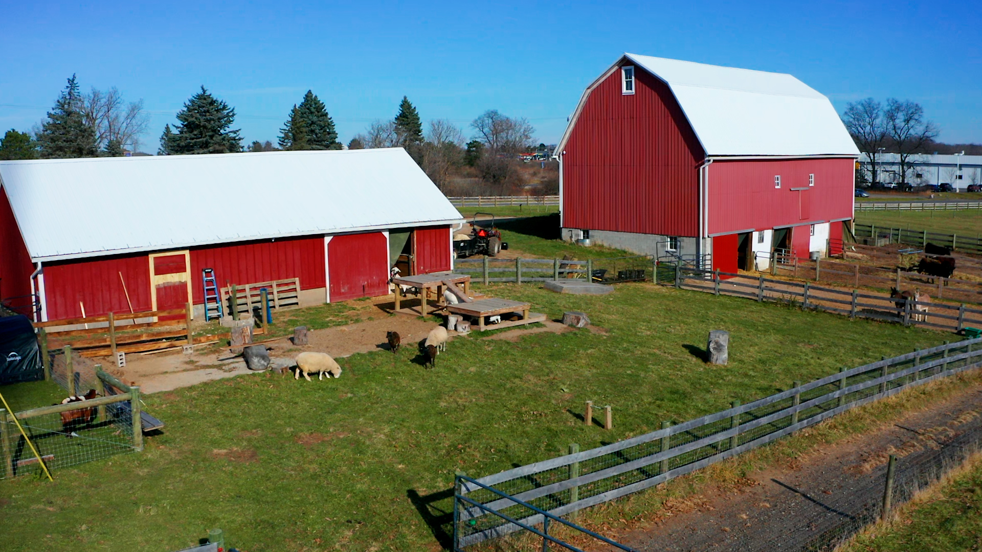 Rescued farmed animals live the good life at The Barn Sanctuary - mlive.com