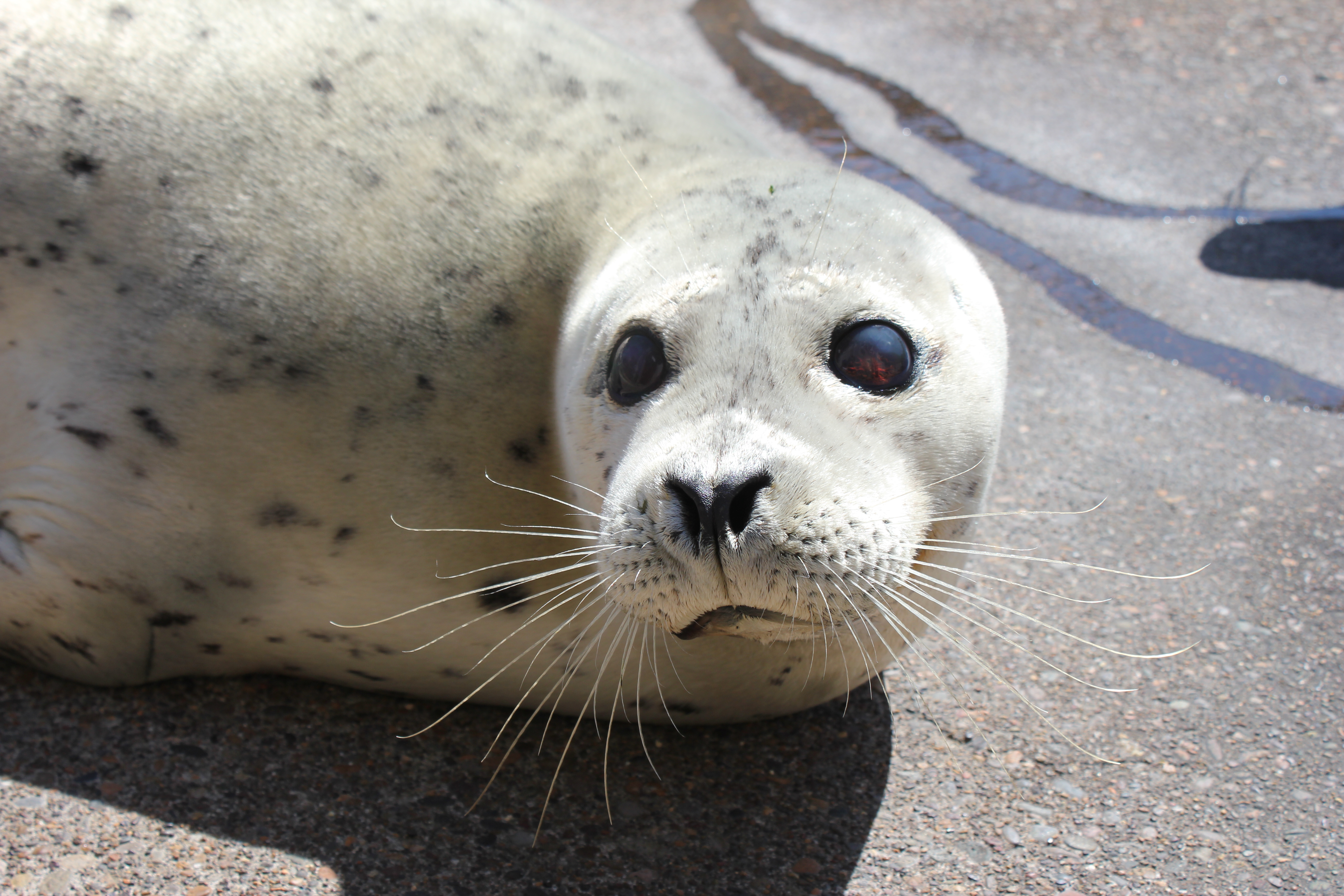 Skinny, world's oldest harbor seal, turns 50 in Oregon - oregonlive.com