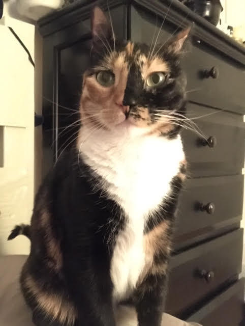 These 17 furry faces are sure to make you smile: June 20-21 - silive.com