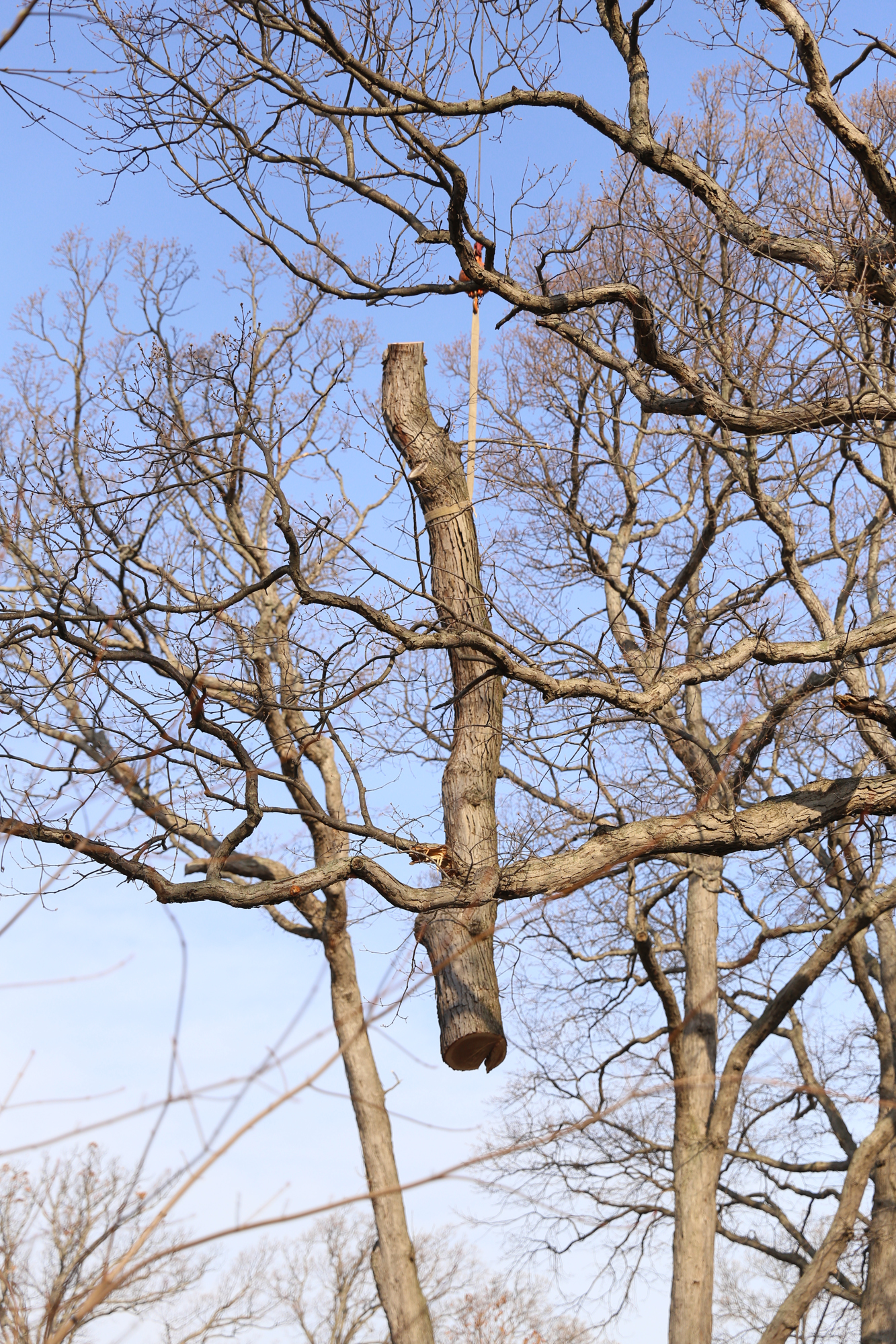 350-year-old oak tree cut down in Bay Village - cleveland.com