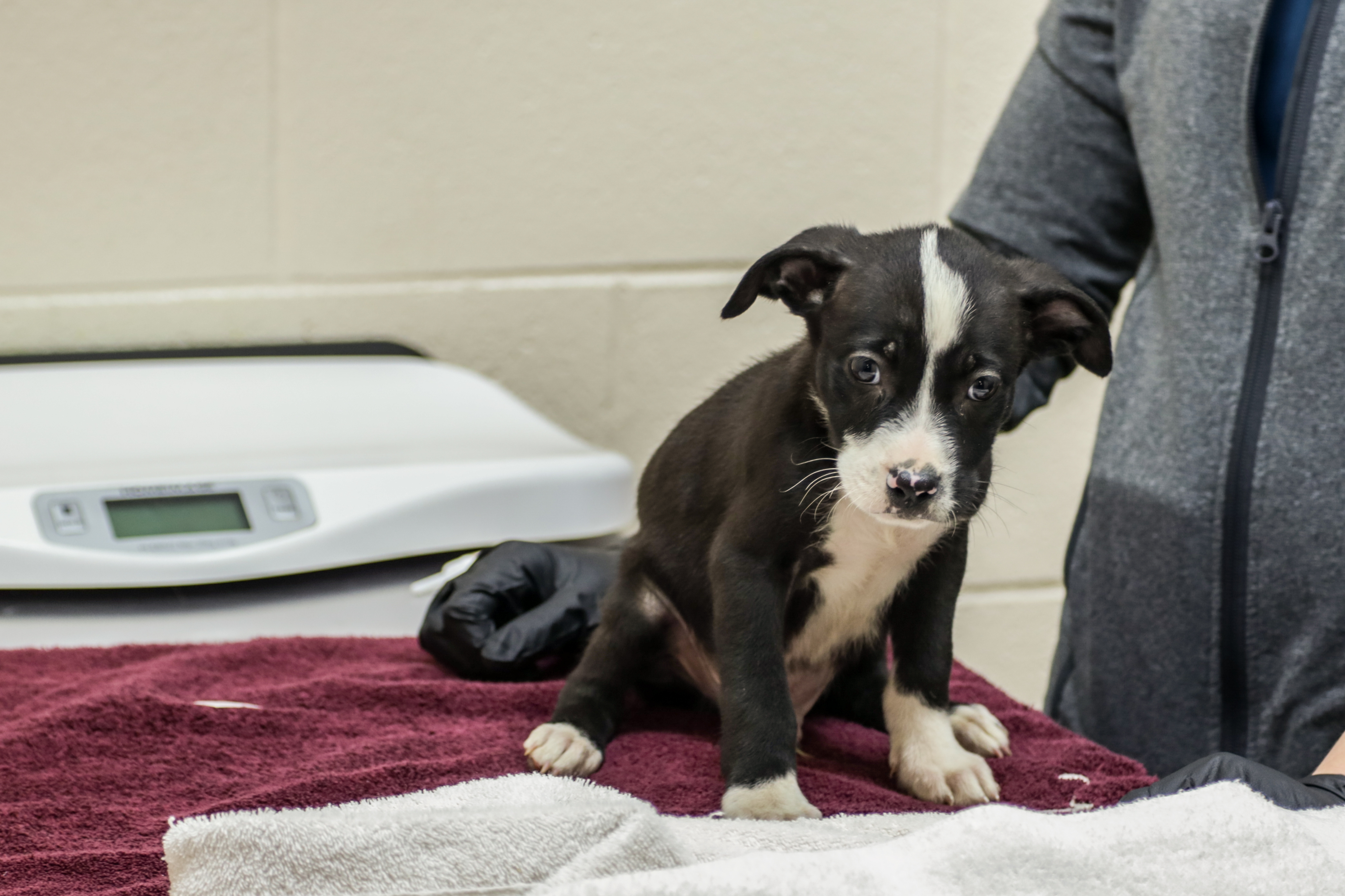 17 puppies taken in by the Michigan Humane Society - mlive.com