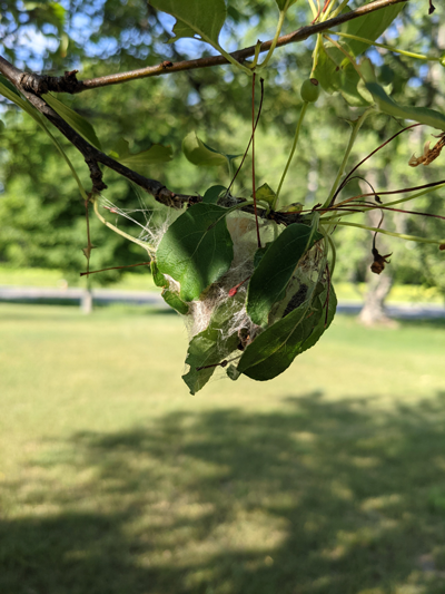 Maine sees worst outbreak of invasive, poisonous caterpillar, browntail ...