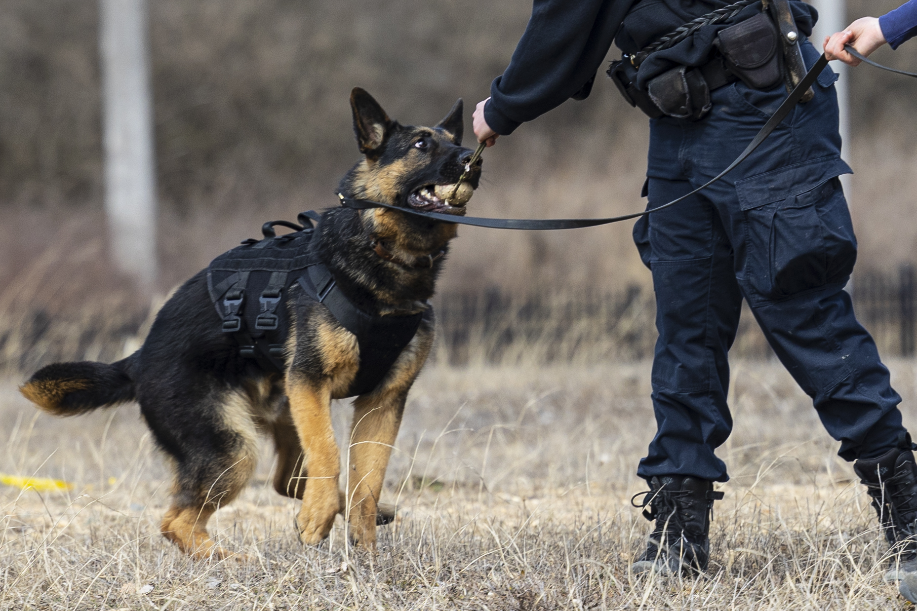KDPS trains two new police dogs - mlive.com