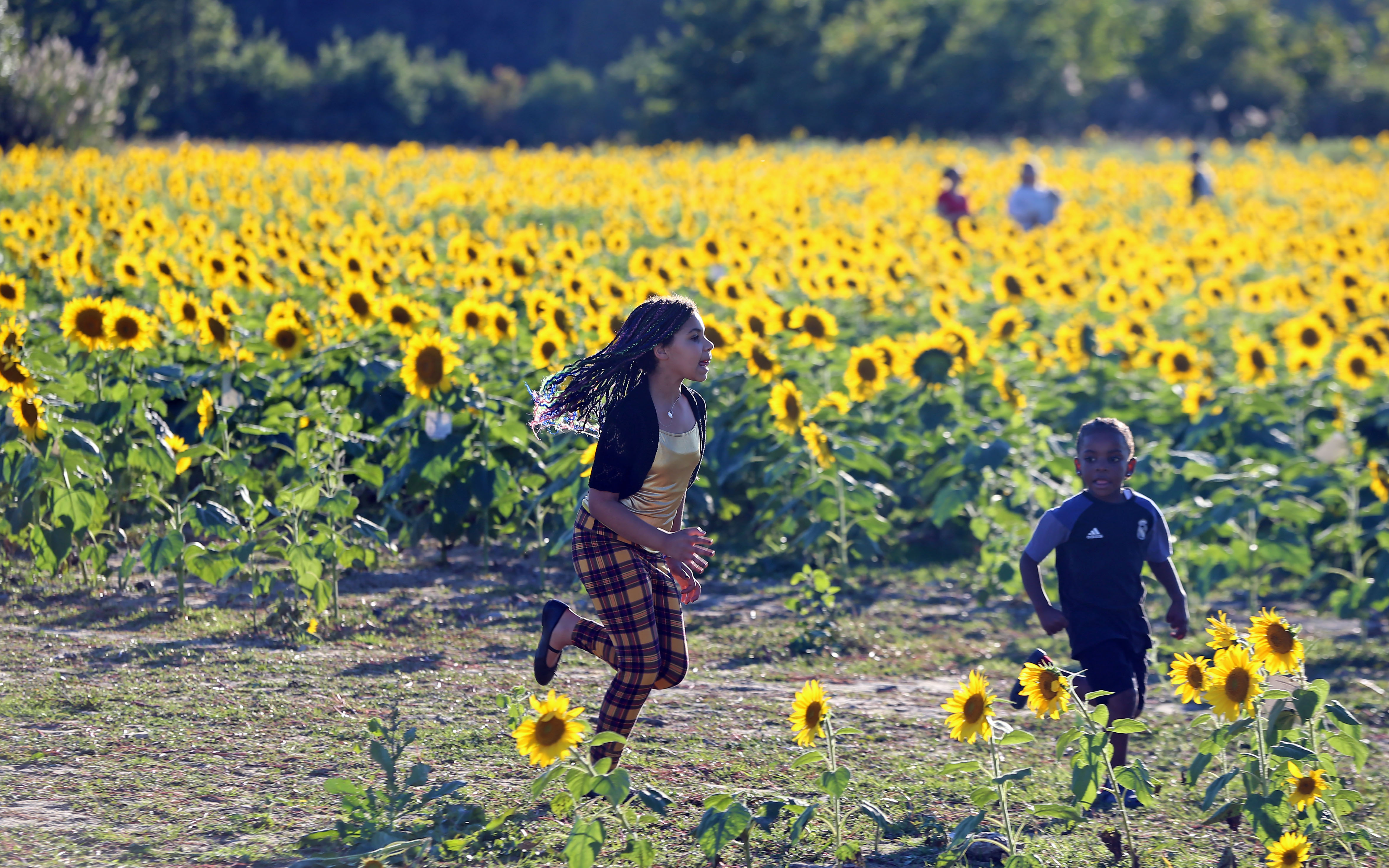 Maria’s Field of Hope in Avon is in full bloom, September 29, 2021 ...