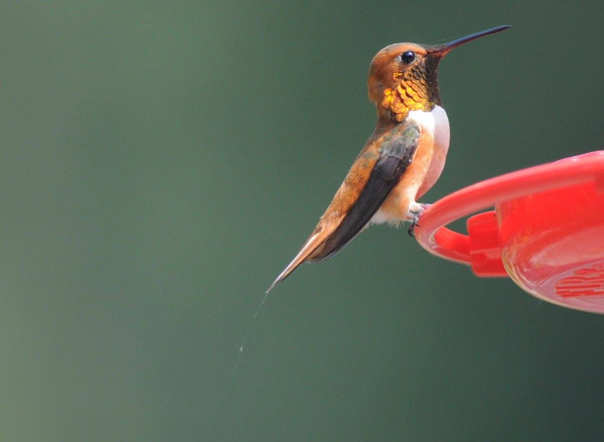 The seven species of Oregon hummingbirds - oregonlive.com