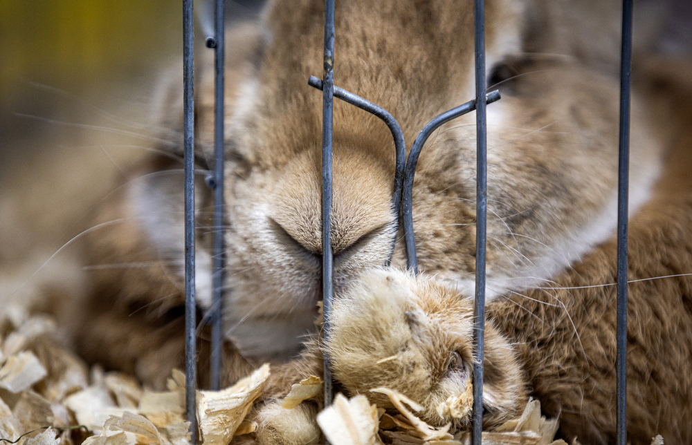 Rabbits at the Pa. Farm Show - pennlive.com
