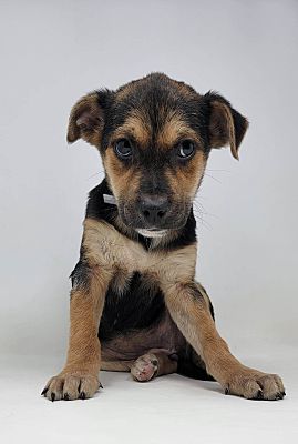 Mild temperatures, warm hearts. These pets will make everything ...