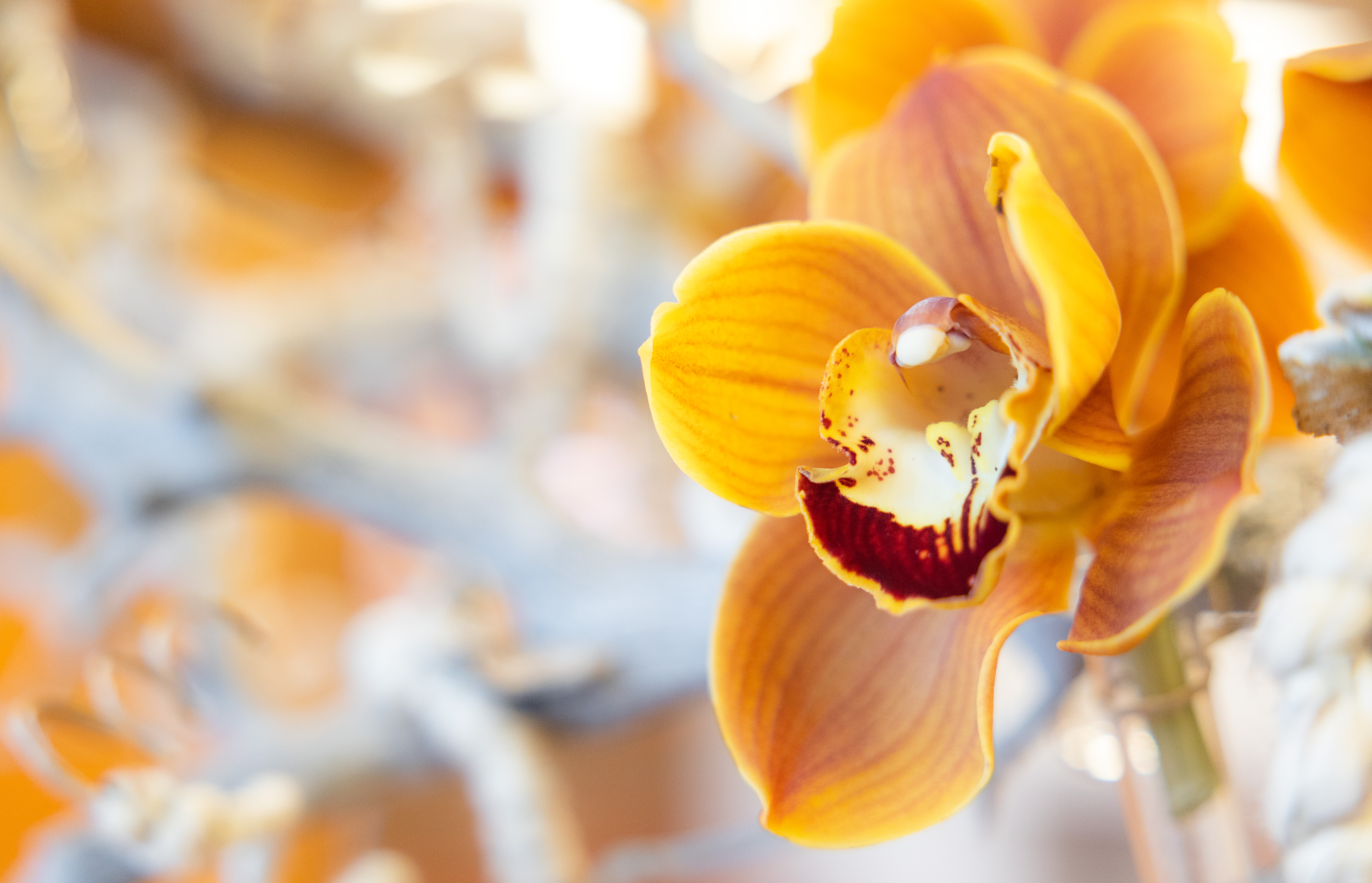 10th annual Festival of Flowers at the Springfield Museums - masslive.com