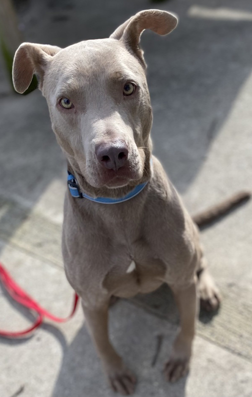 N.J. pets in need: Feb. 8, 2021 - nj.com