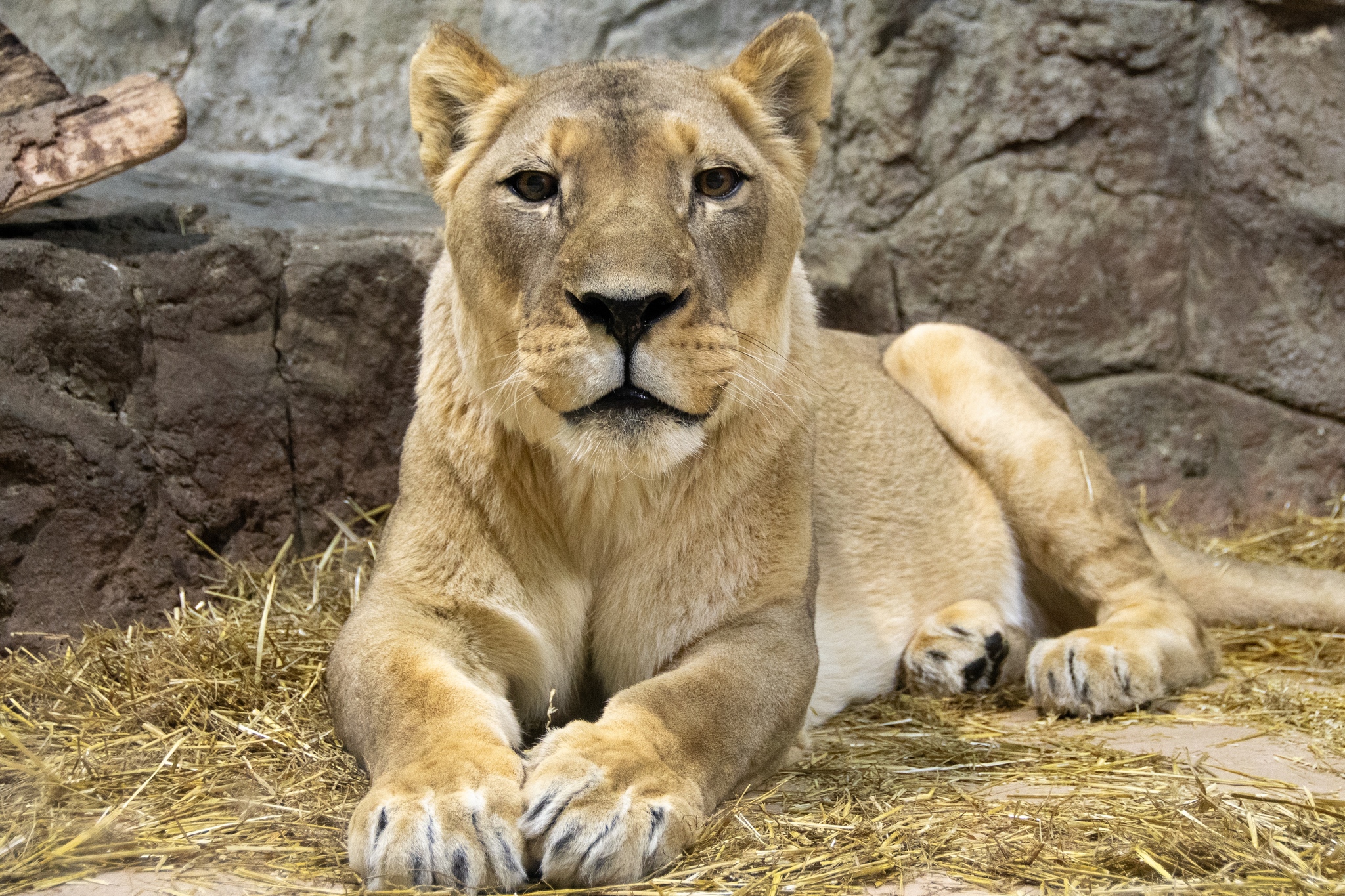 Michigan zoo’s 19-year-old African lion, ‘a symbol of strength and ...