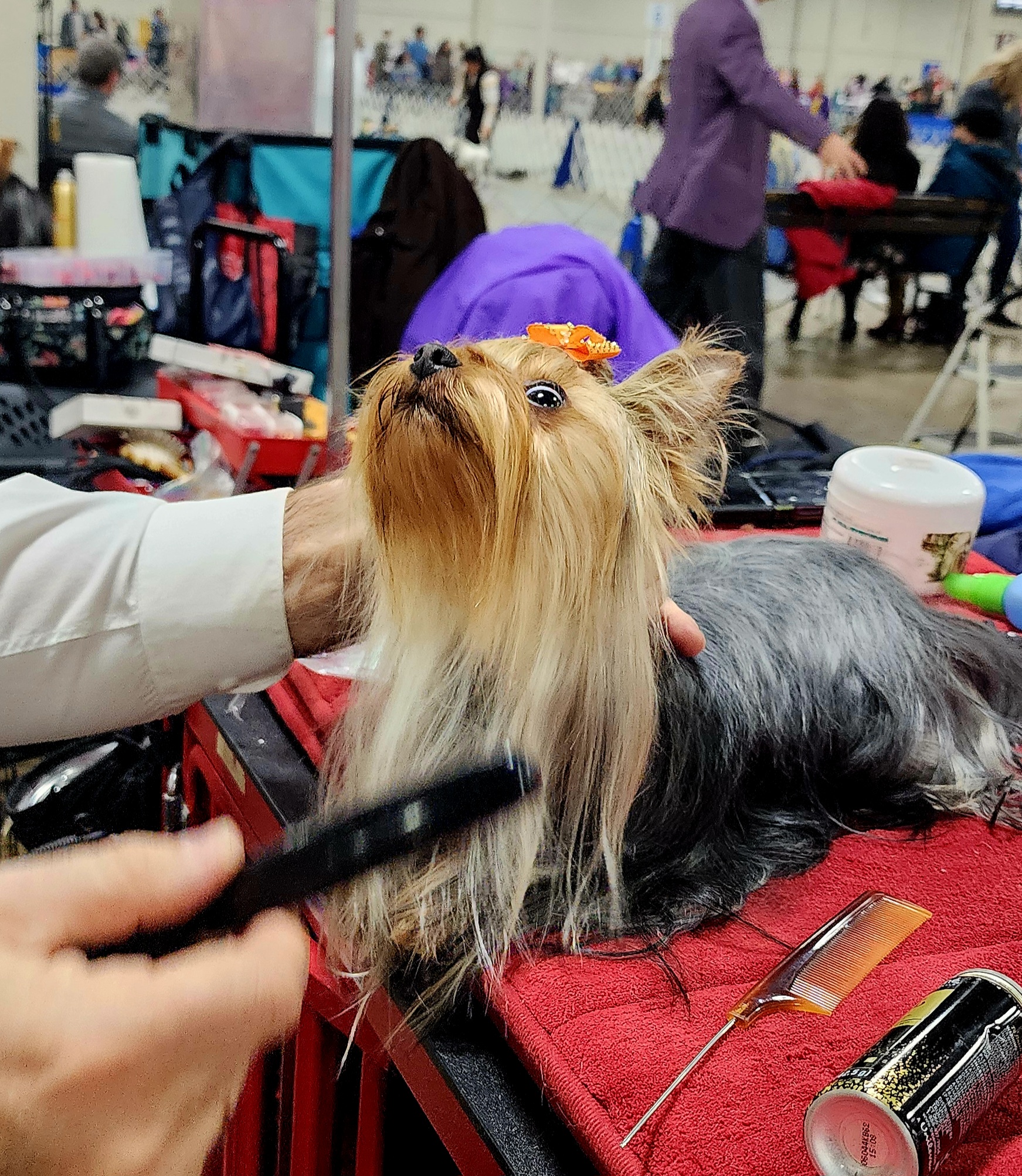 Thanksgiving Classic Cluster Dog Shows a howling success on grounds of ...