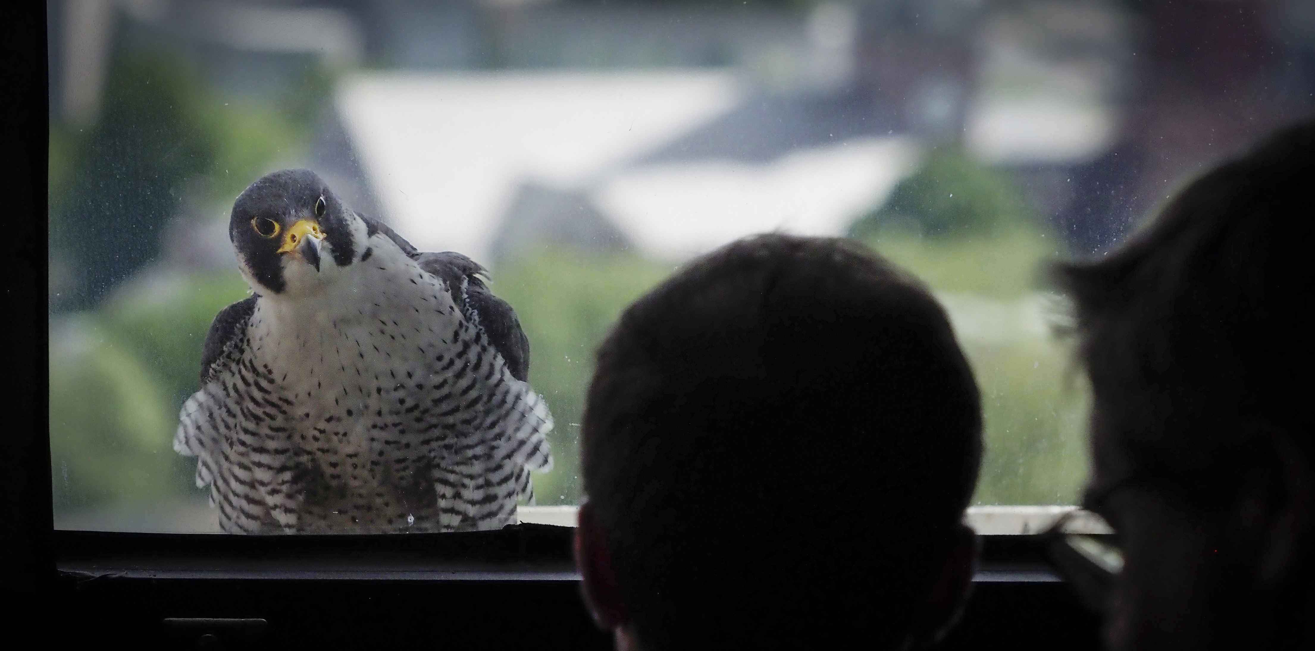 Peregrine Falcon chicks banding at Monarch Place in Springfield ...