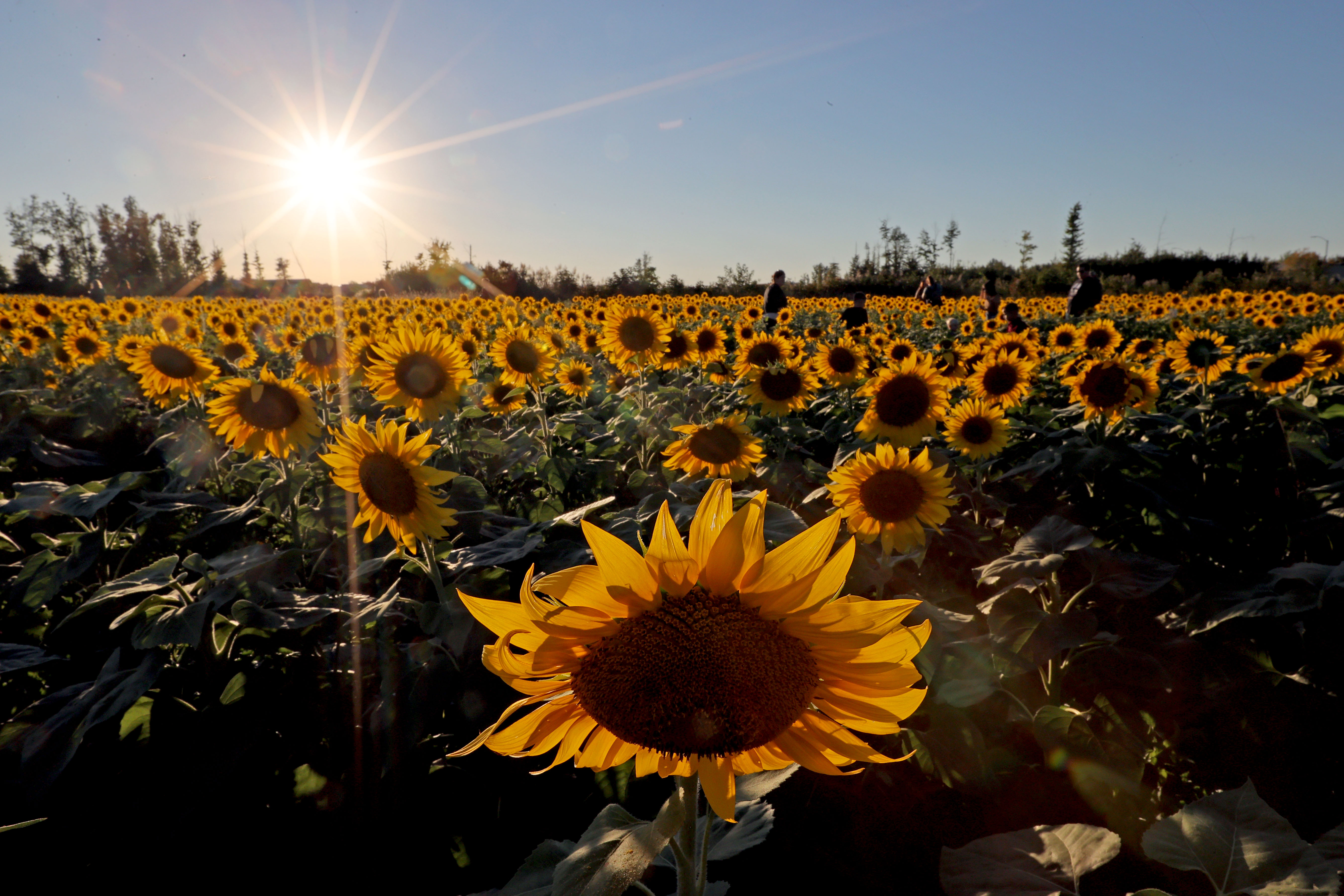 Maria’s Field of Hope in Avon is in full bloom, September 29, 2021 ...