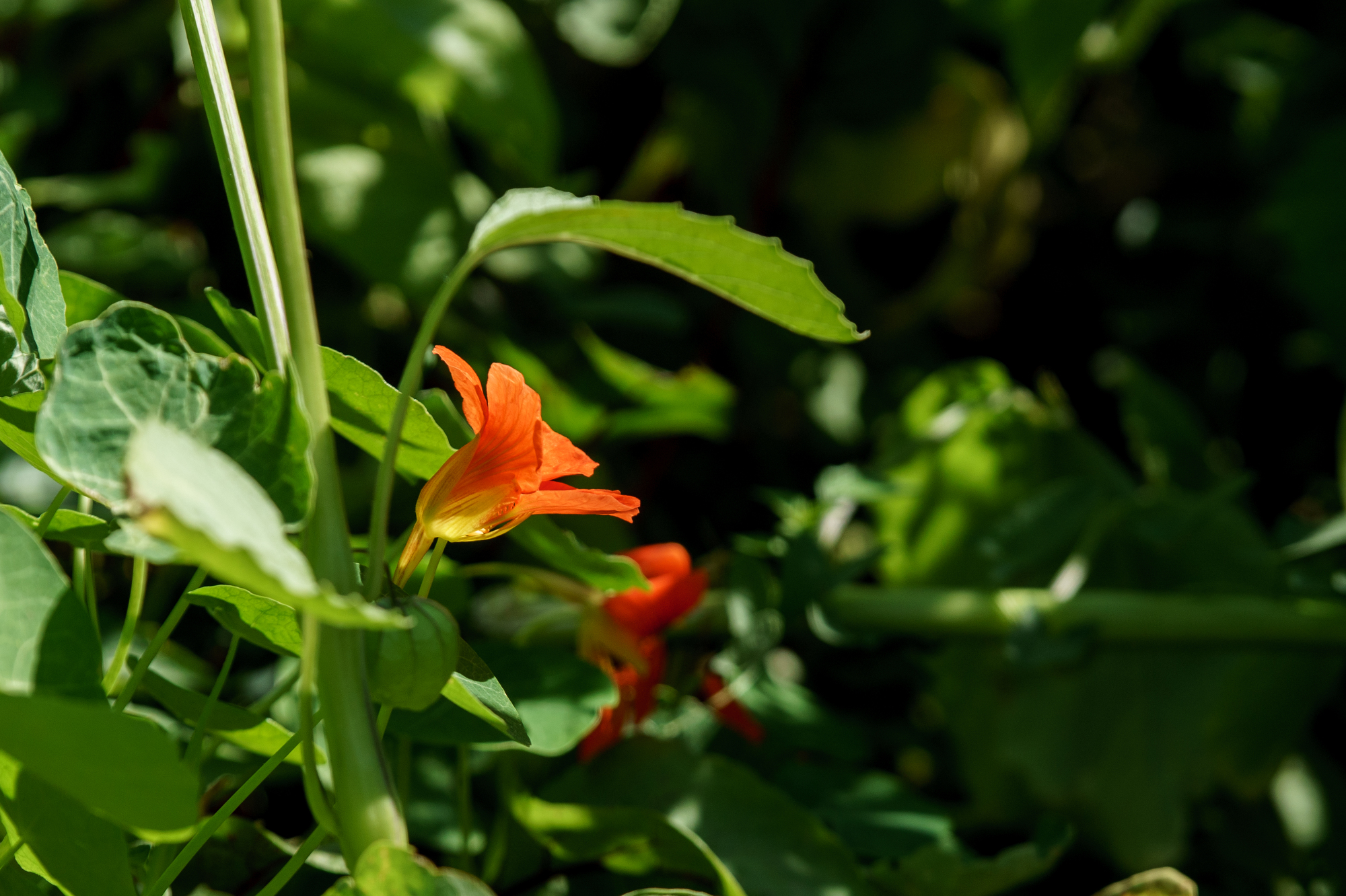 Native American Youth and Family Center's community garden - oregonlive.com