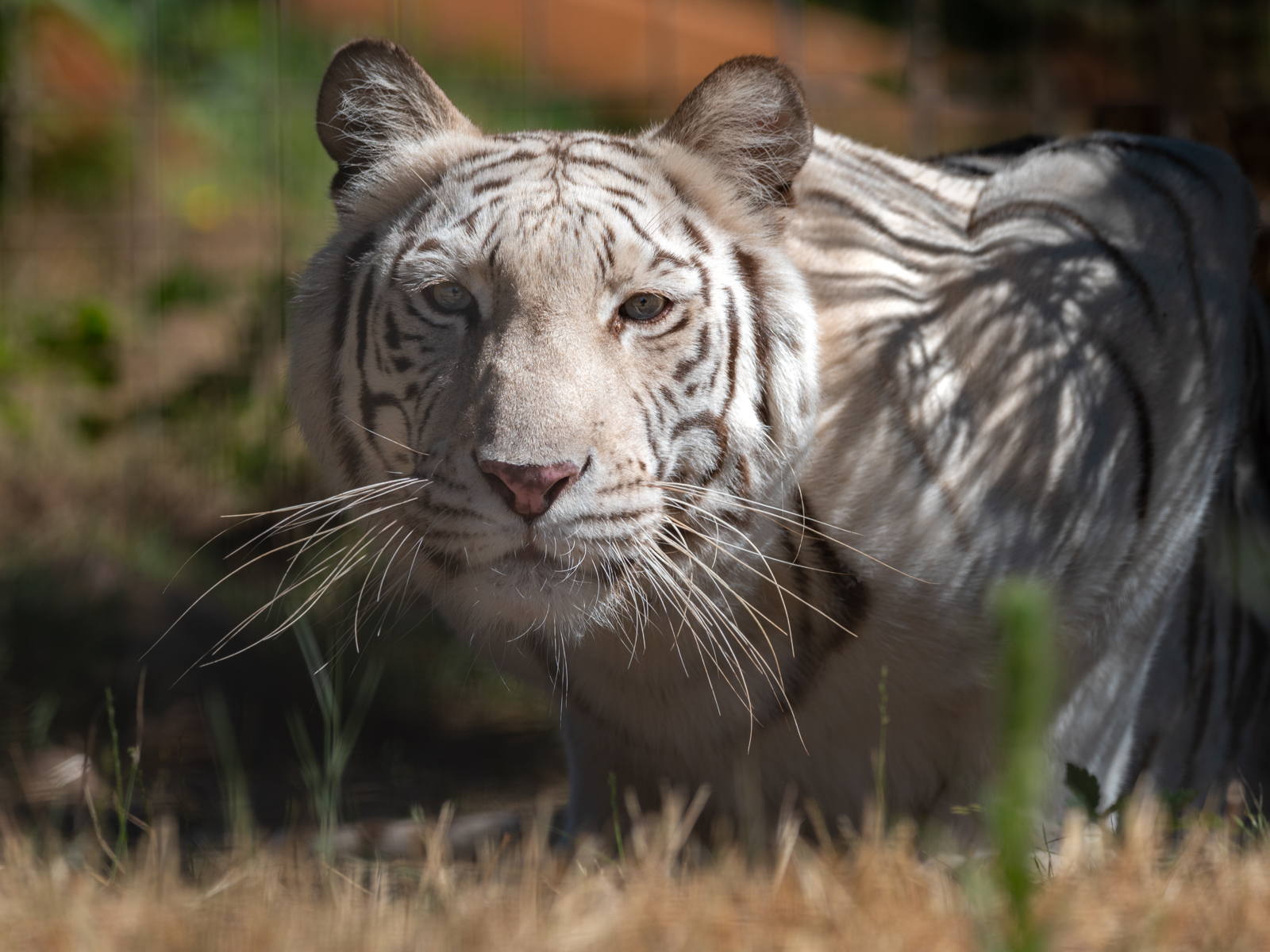 Tigers at WildCat Ridge - oregonlive.com