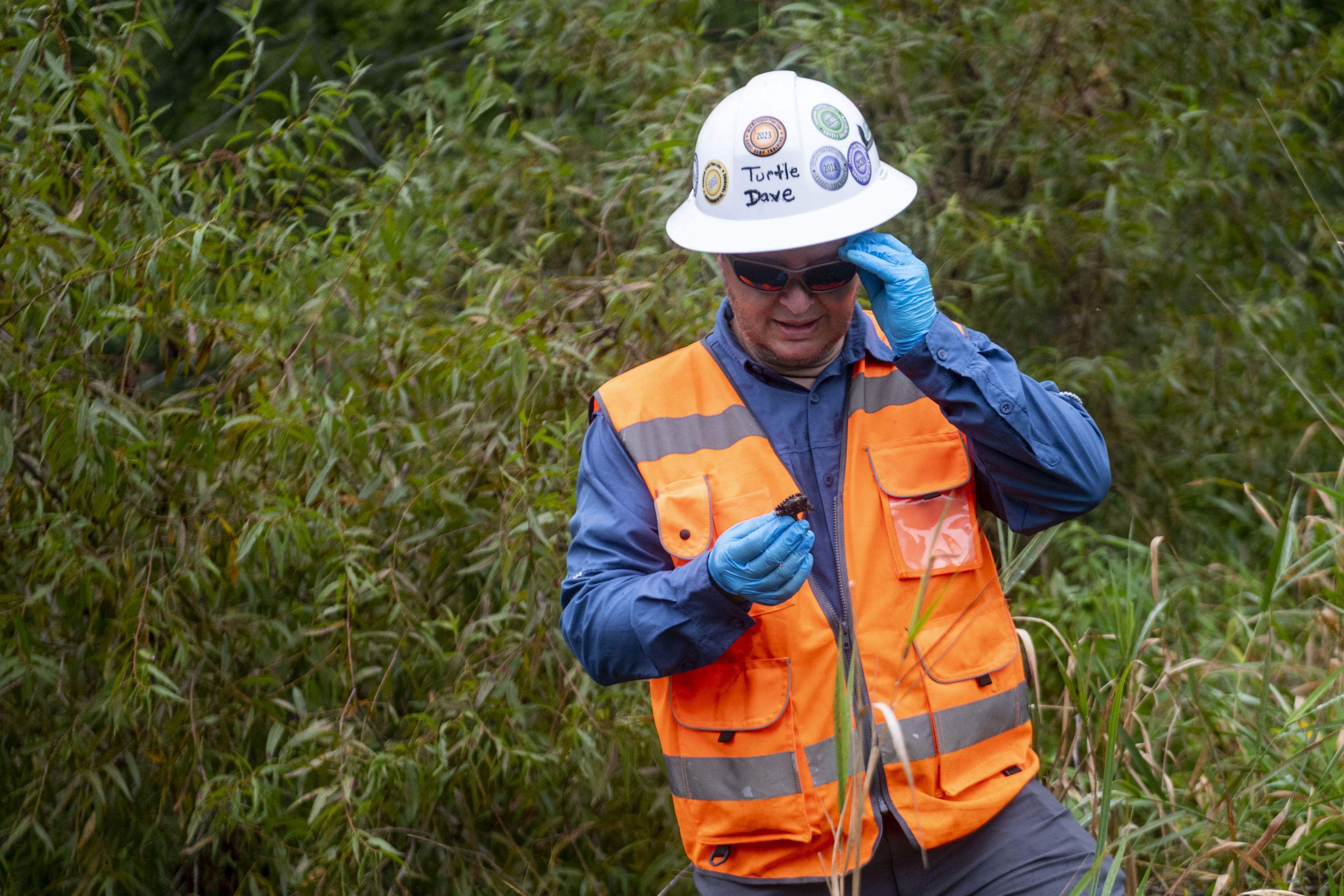 Turtles raised in captivity released into wetlands as part of ...