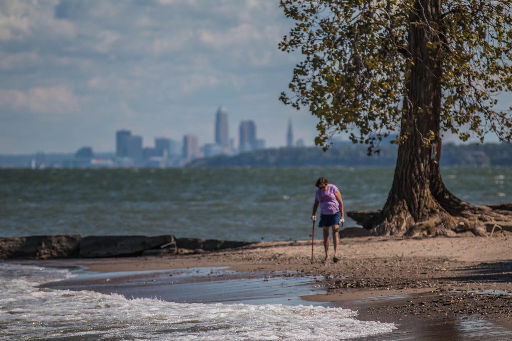 Huntington Beach says goodbye to iconic shoreline tree - cleveland.com