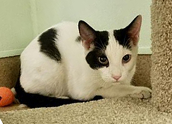 N.J. pets in need: Feb. 22, 2021 - nj.com