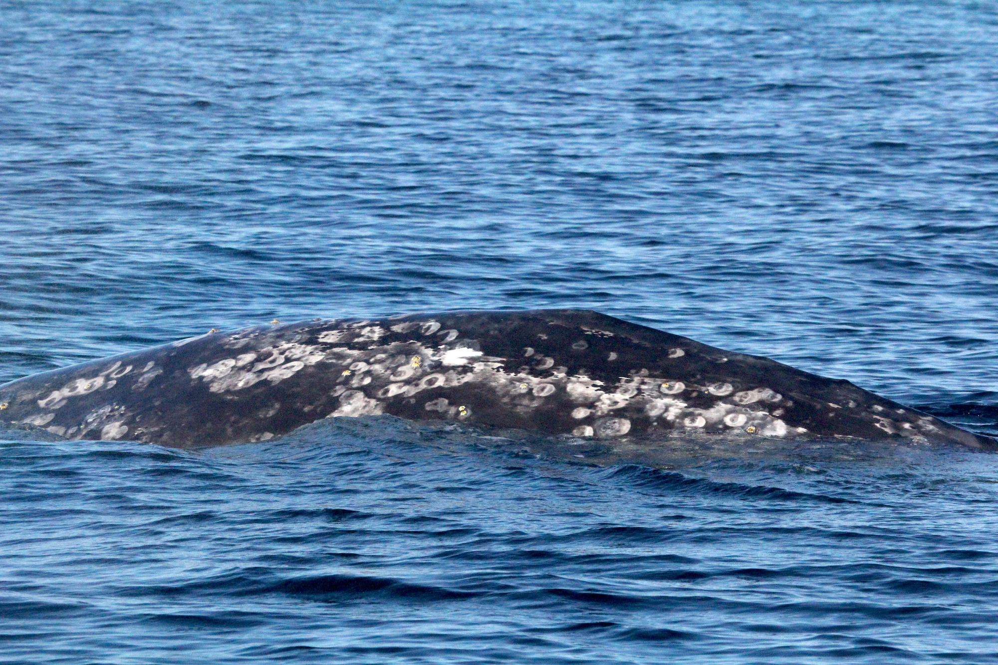 Meet Oregon’s most well known gray whales - oregonlive.com