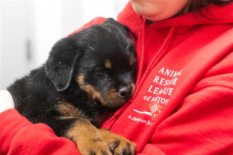 Rottweiler puppies available for adoption through Animal Rescue League ...