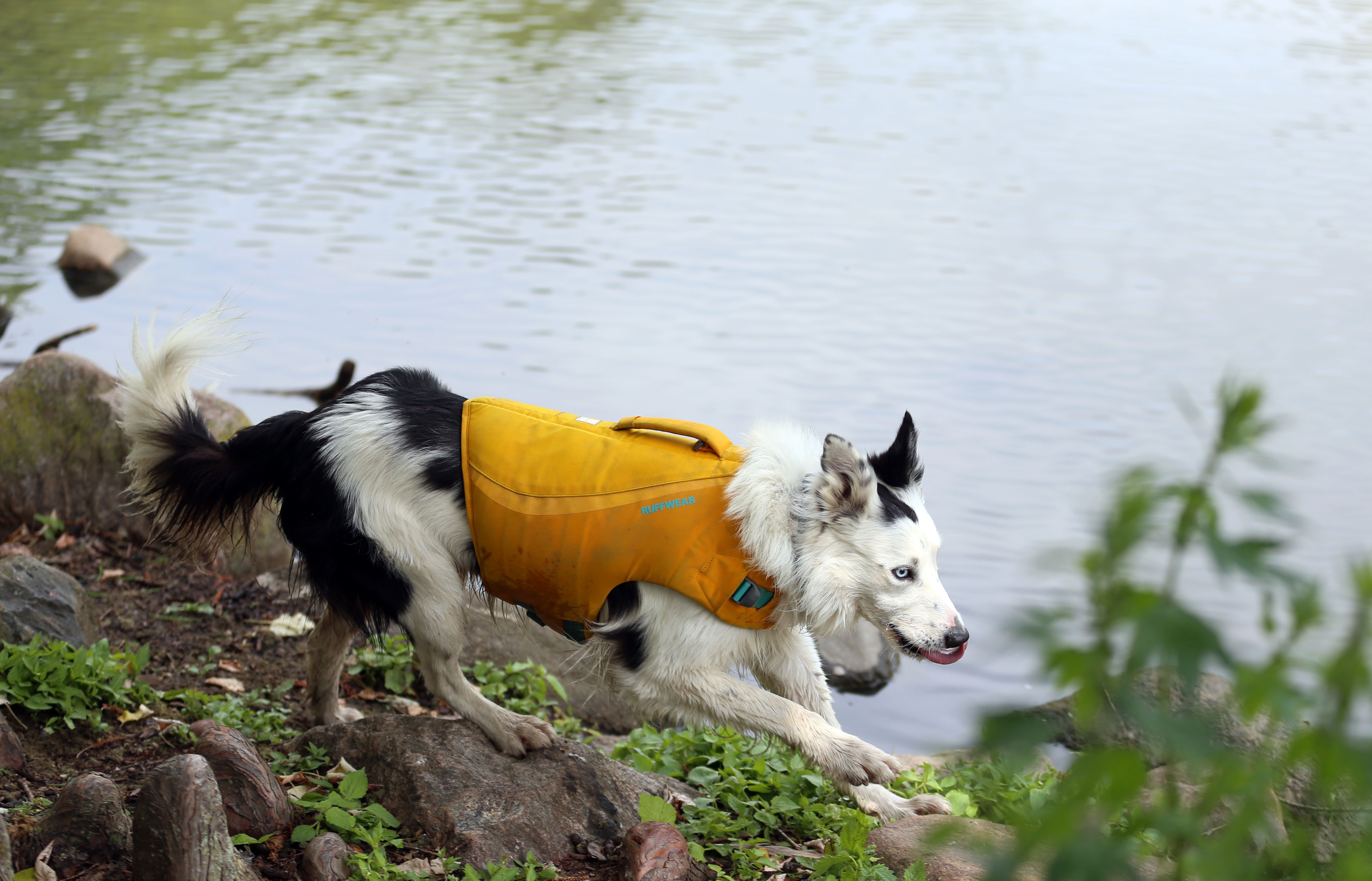 Geese Chasers clear out geese from area land，June 14，2023 - cleveland.com