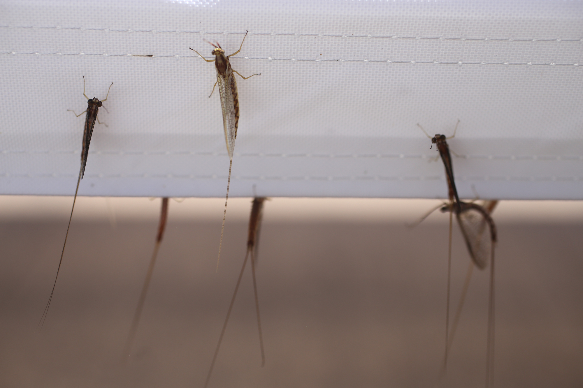 Mayflies make their annual return to cities and towns along Lake Erie ...