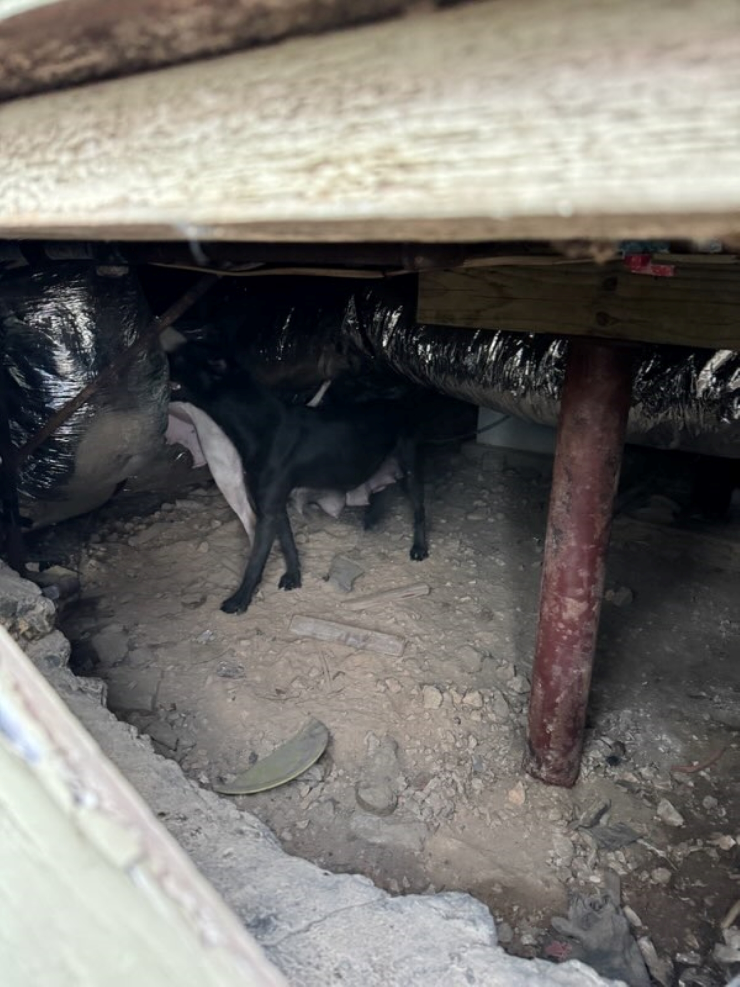 animal cruelty - al.com