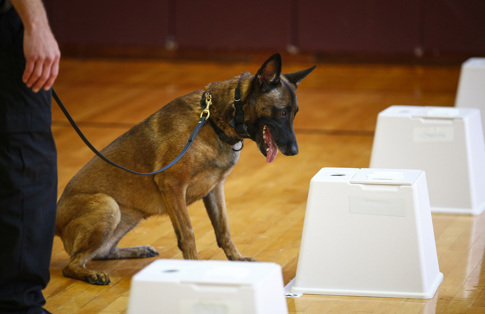 20th Regional Explosives Detection Dog Initiative - lehighvalleylive.com