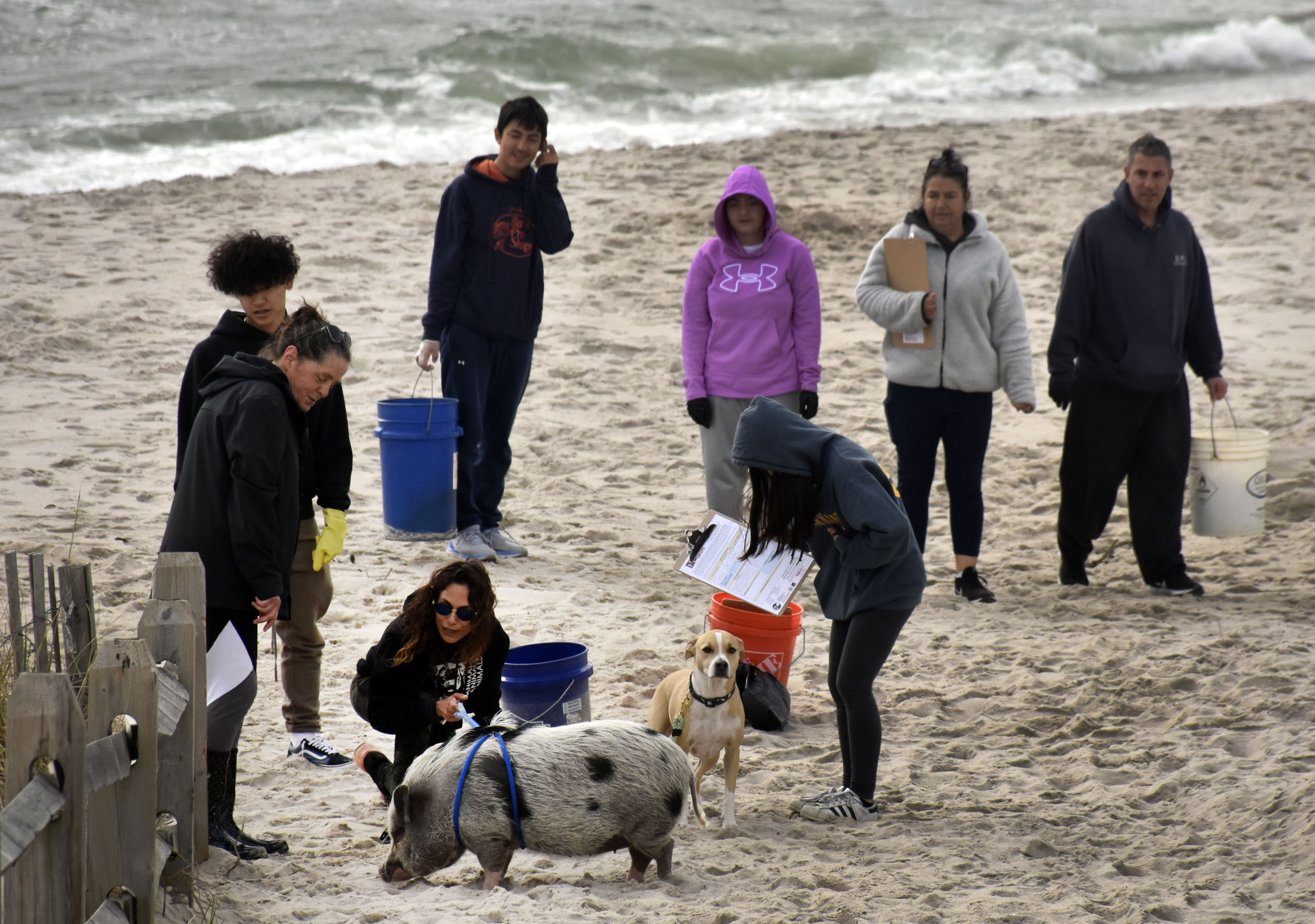 Mini Pig Hamlette Helps with Clean Ocean Action Beach Sweeps Cleanup ...