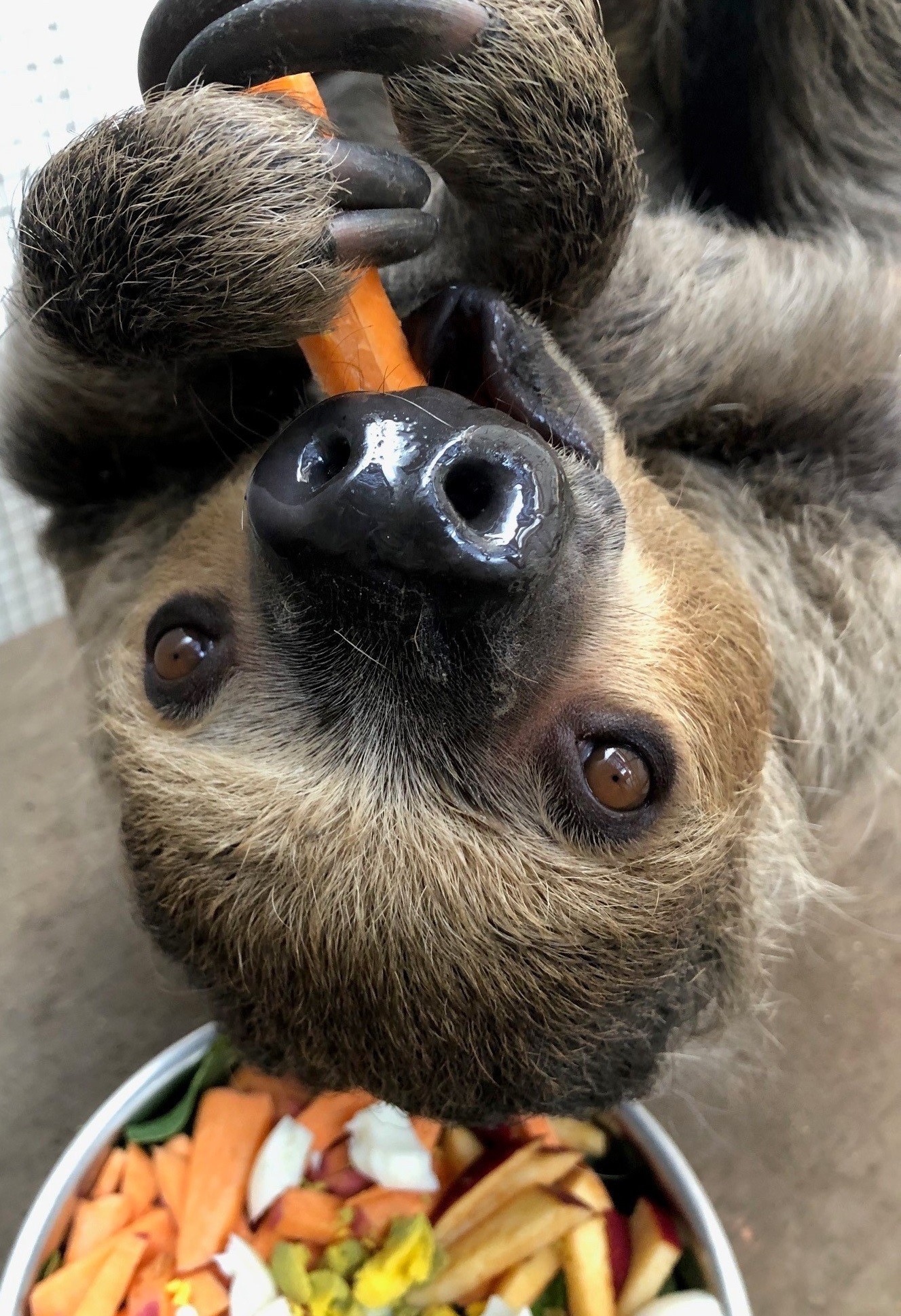 Have breakfast with a sloth, fox or panda through Zoo New England ...