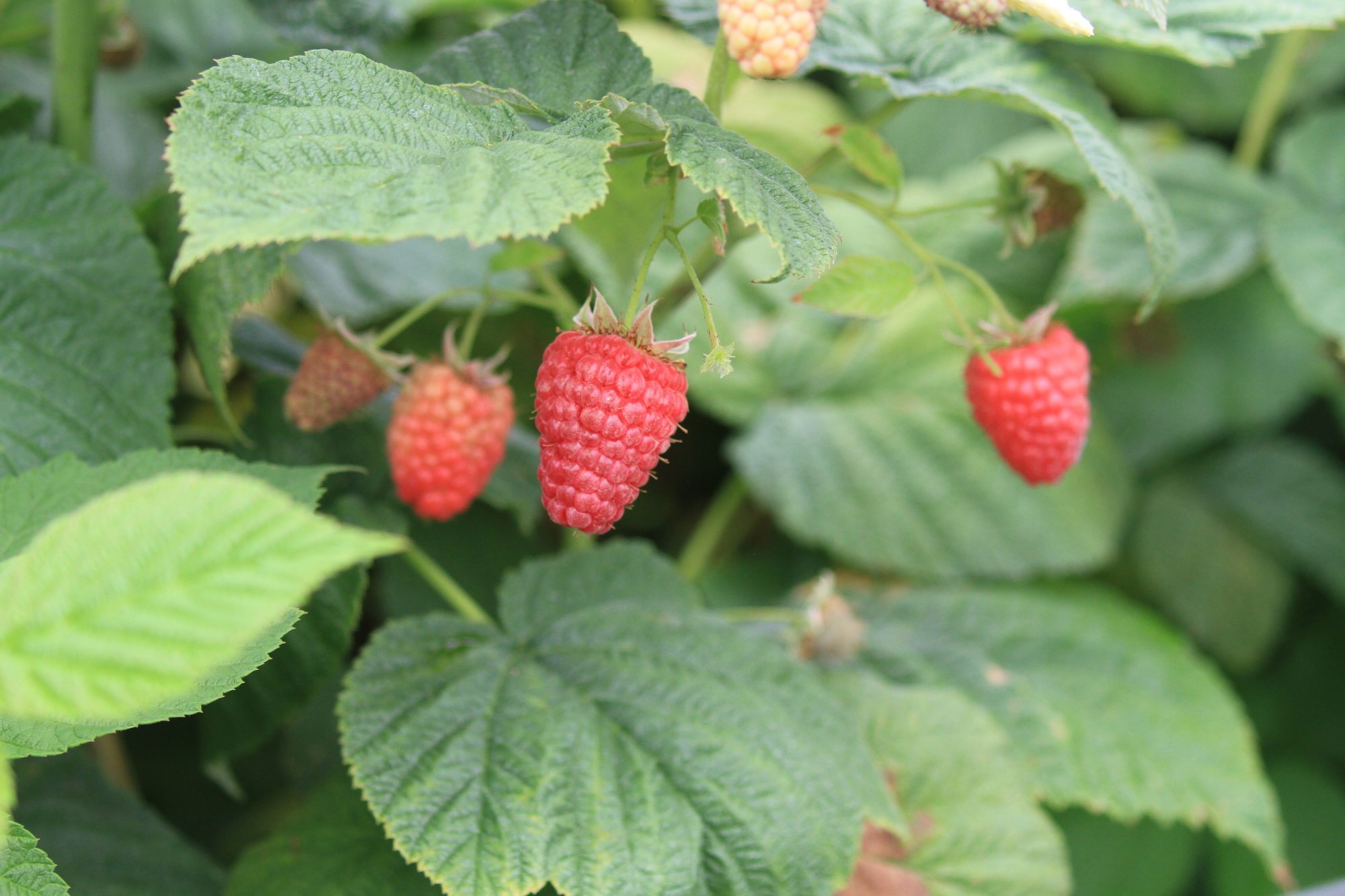 Quarry Hill Orchard in Berlin Heights - cleveland.com