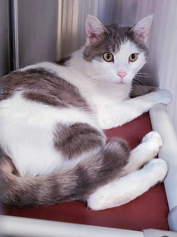 N.J. pets in need: June 22, 2020 - nj.com