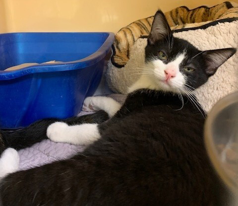 N.J. pets in need: Aug. 9, 2021 - nj.com