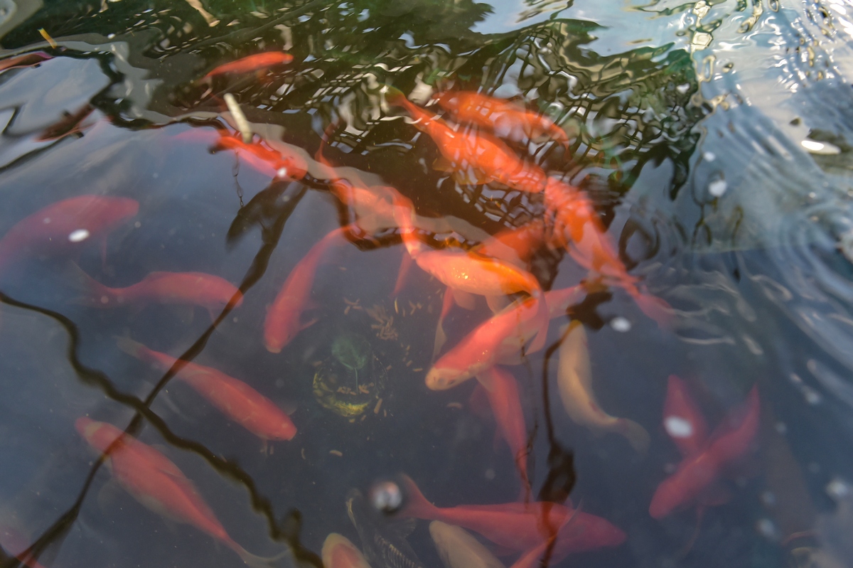 Westfield Technical Academy horticultural preps for spring - masslive.com