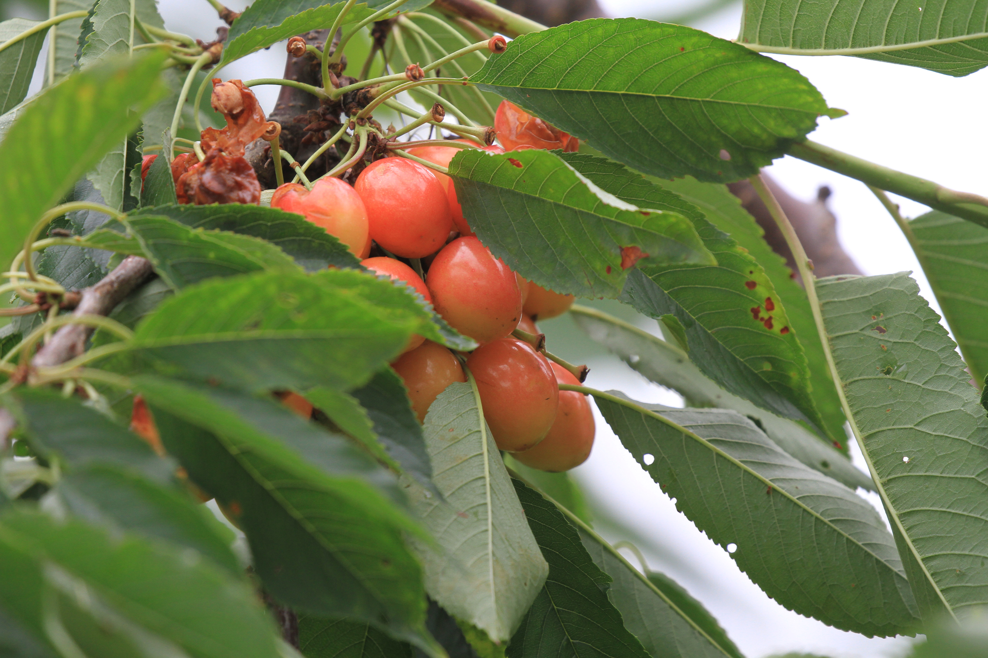 Quarry Hill Orchard in Berlin Heights - cleveland.com