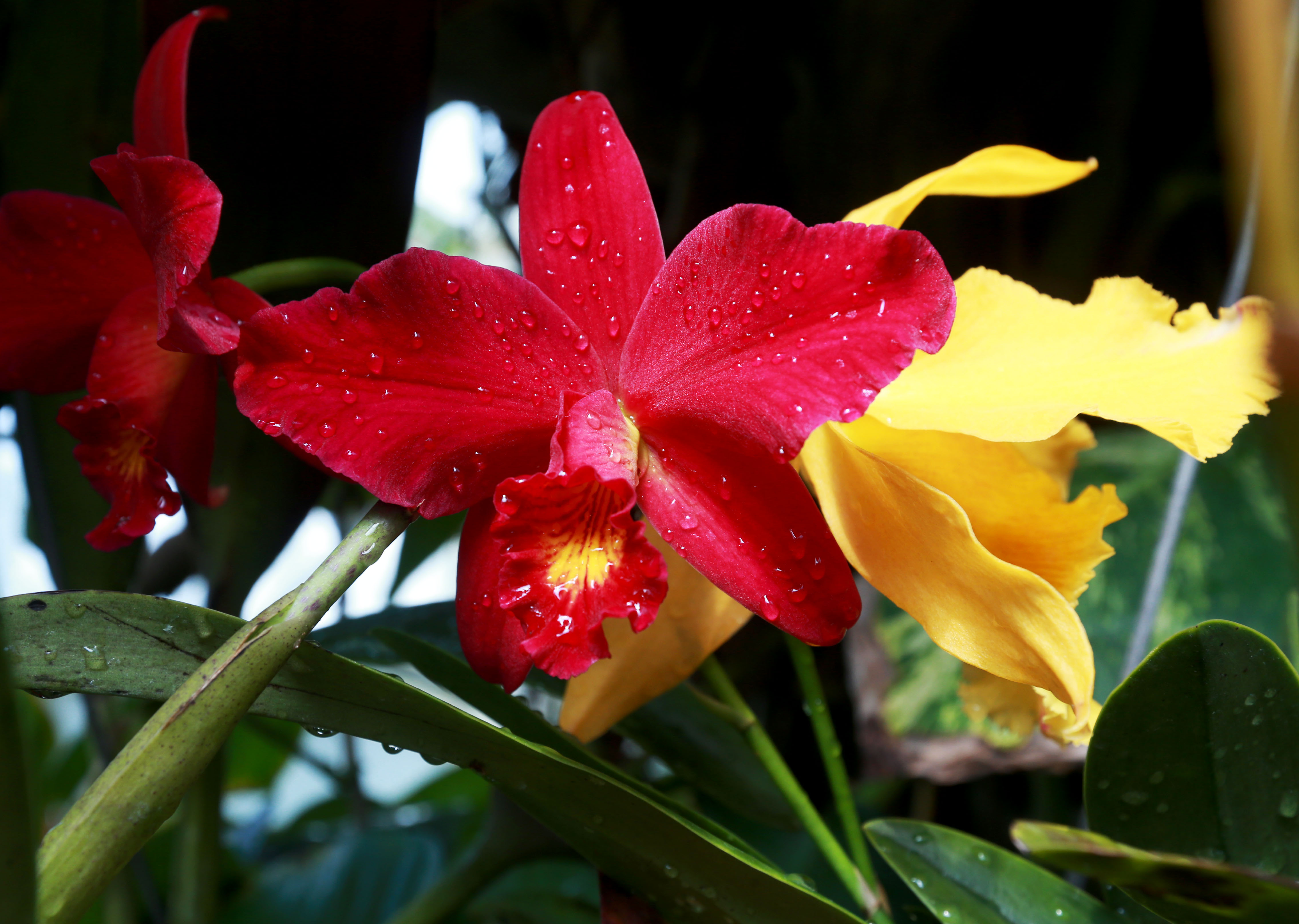 Orchids in full bloom - nj.com