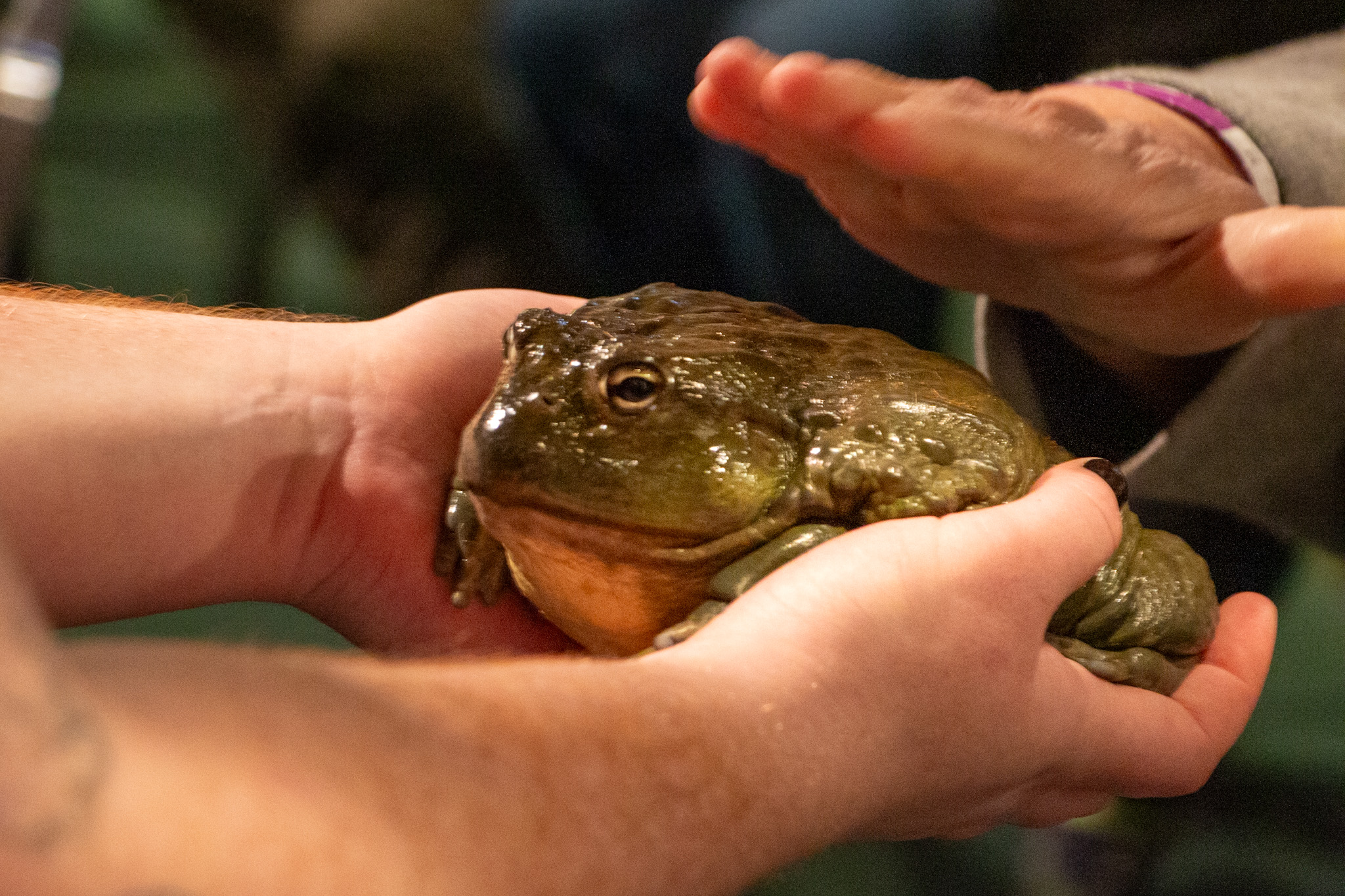 First Night Junior rings in 2025 (Photos) - masslive.com