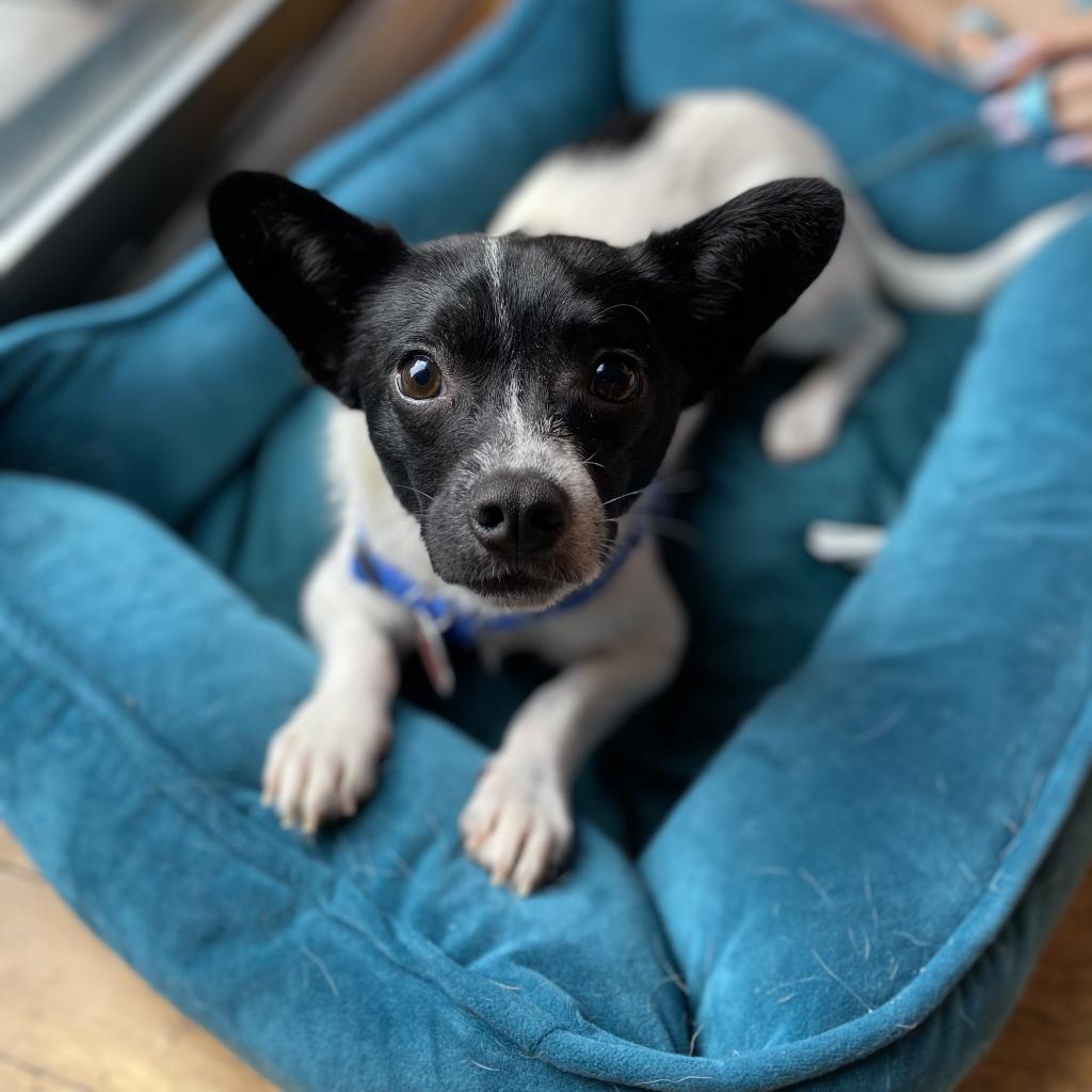 Are you planning a vacation? These adoptable pets make great travel ...