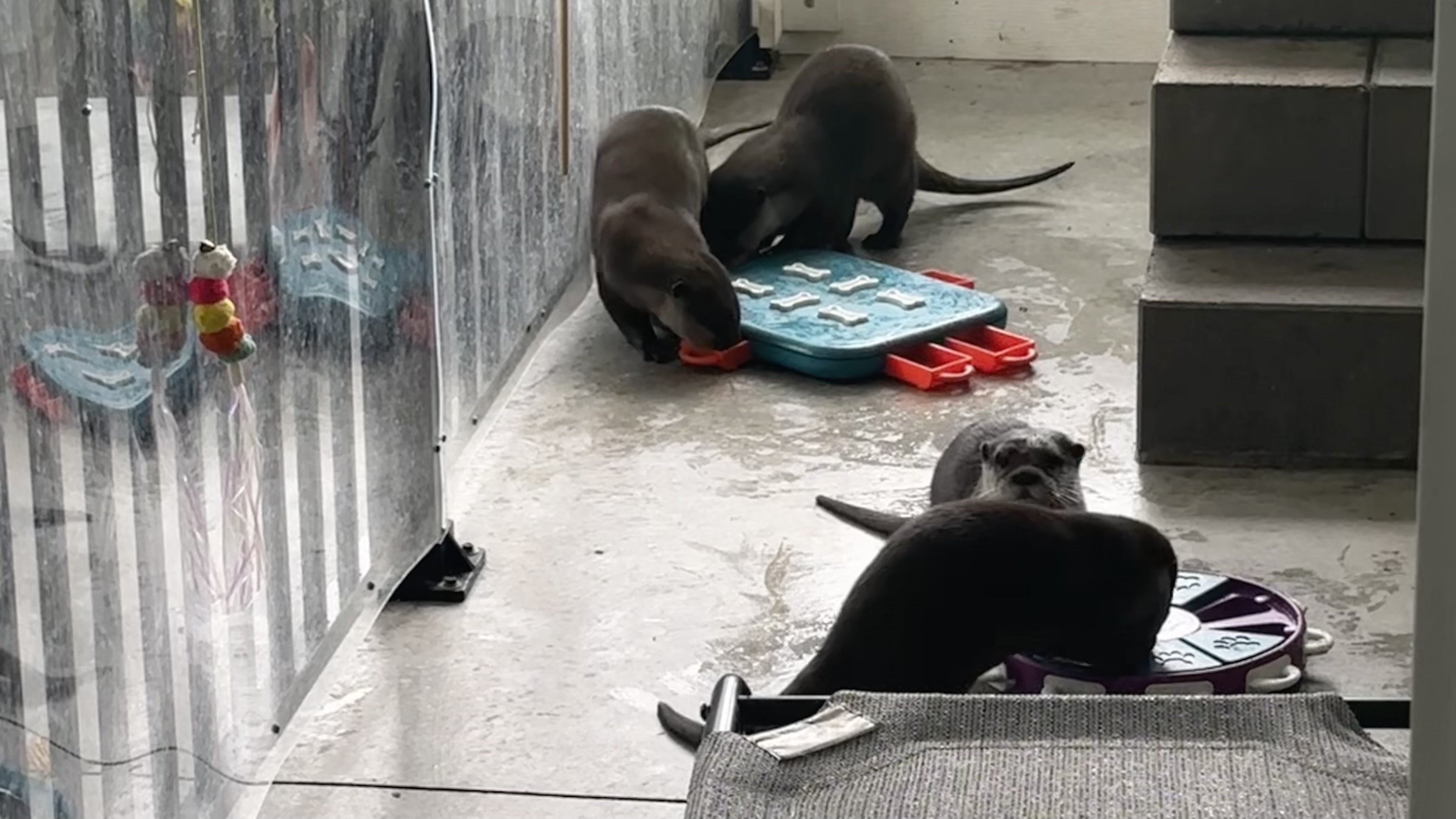 Majestic Meadows farm in Medina - cleveland.com