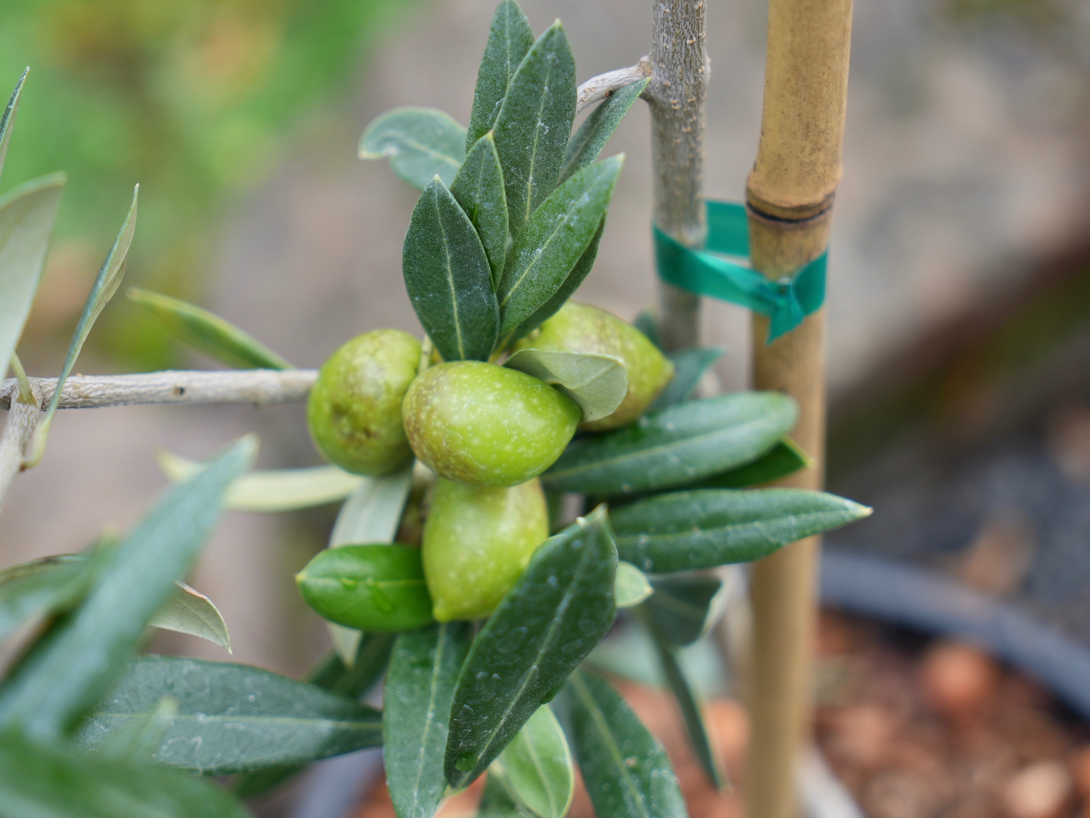 Durant Olive Mill - oregonlive.com