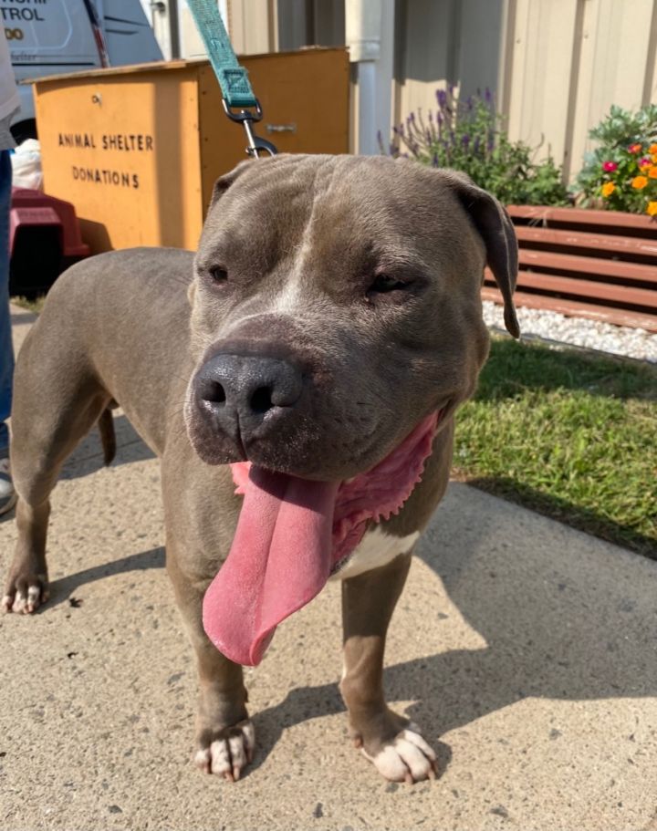 N.J. pets in need: Jan. 30, 2023 - nj.com