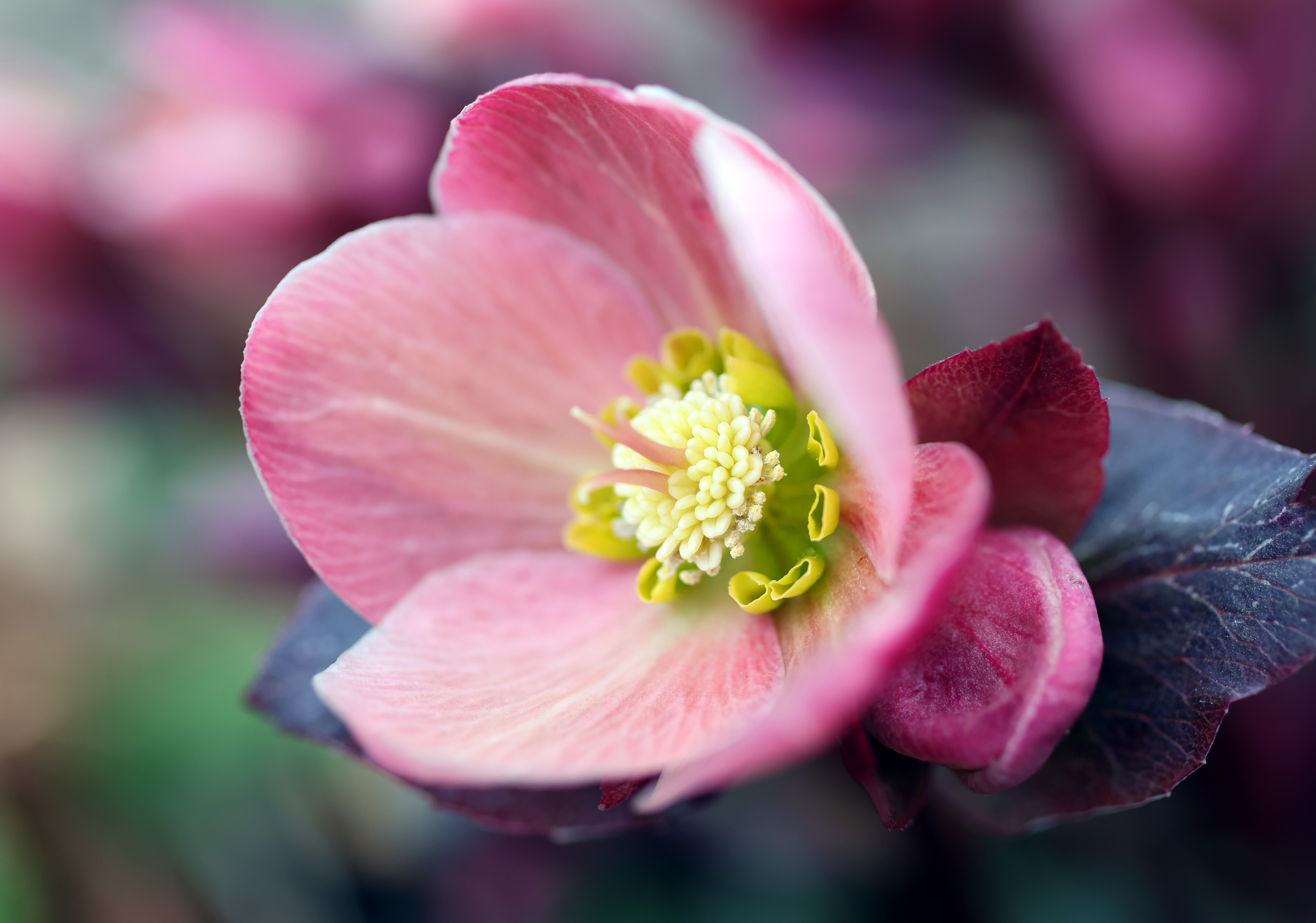 Spring in full bloom in Northeast Ohio - cleveland.com