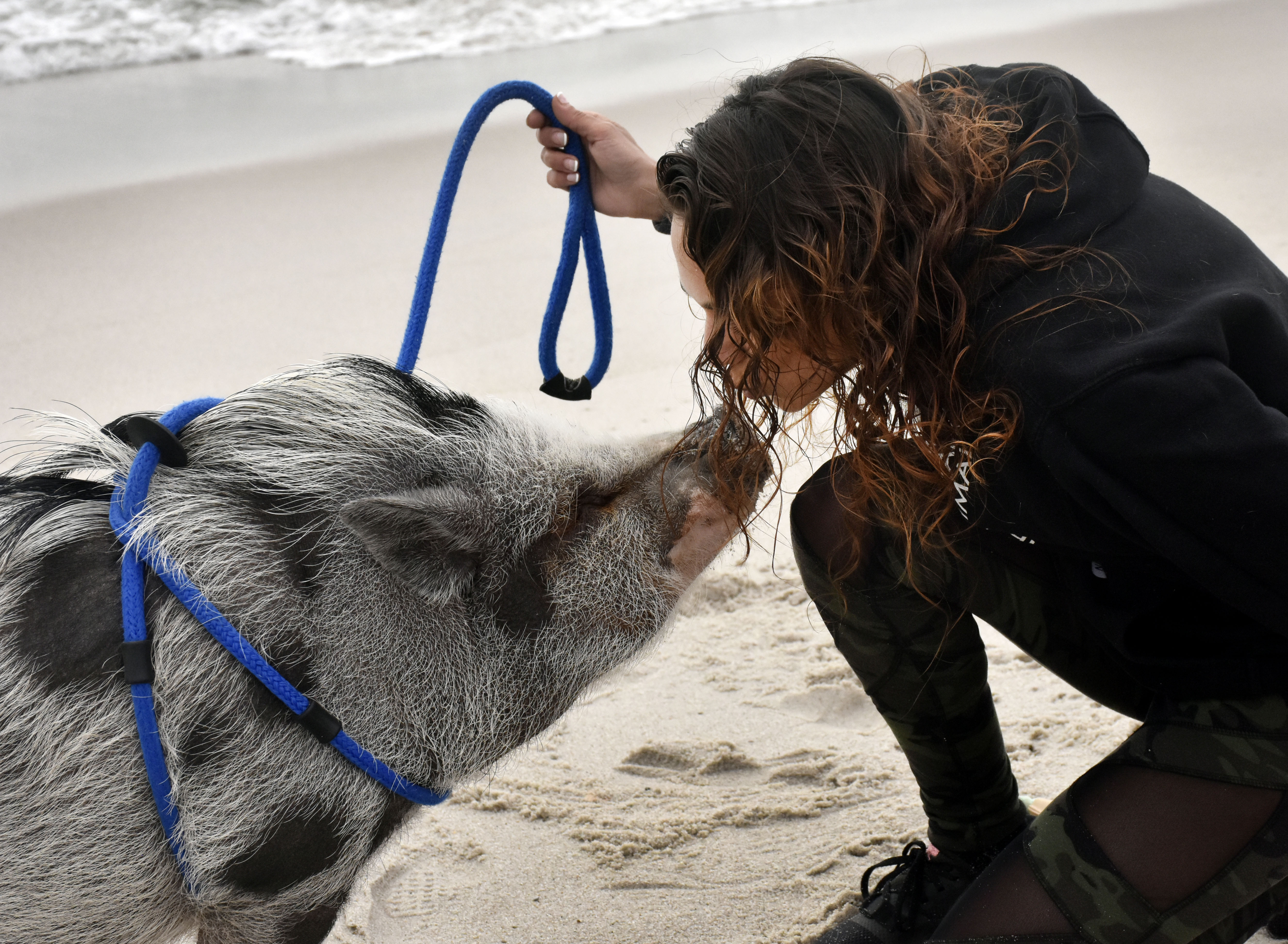 Mini Pig Hamlette Helps with Clean Ocean Action Beach Sweeps Cleanup ...