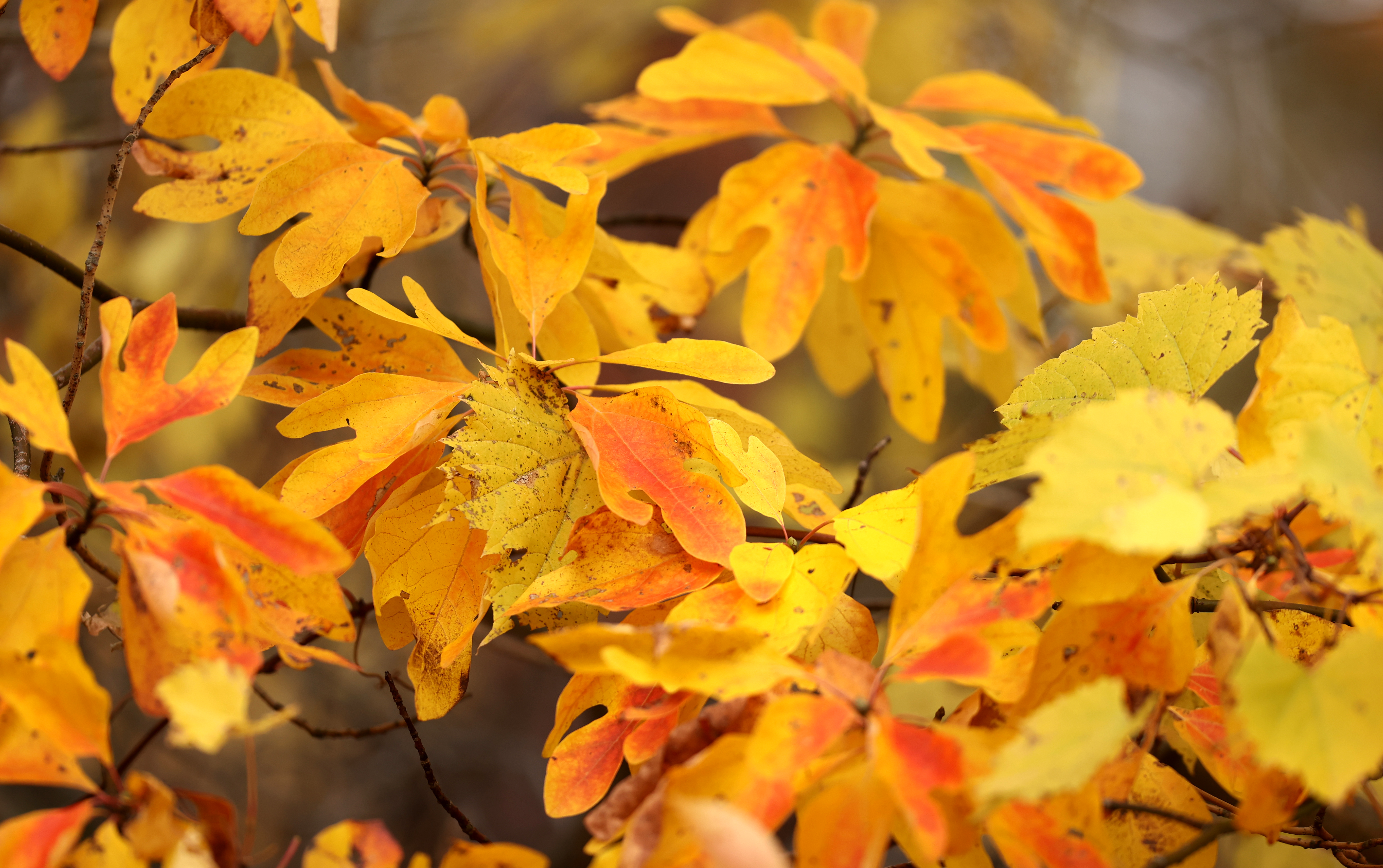 Fall colors are on full display in Northeast Ohio, October 27, 2022 ...