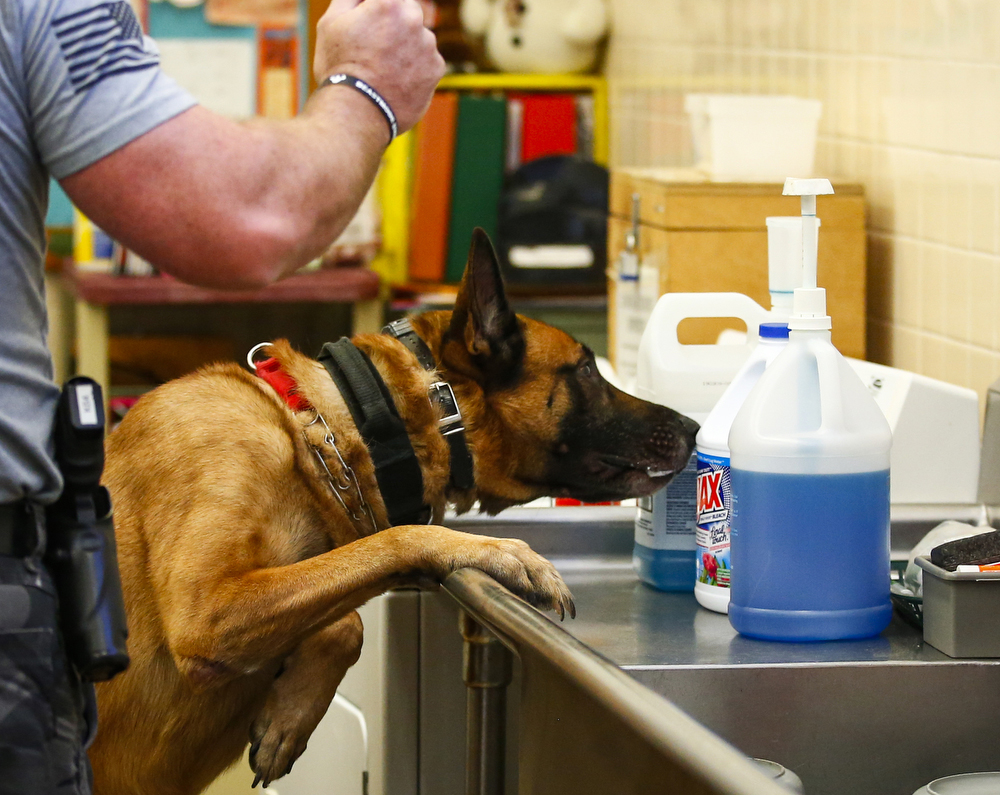 20th Regional Explosives Detection Dog Initiative - lehighvalleylive.com