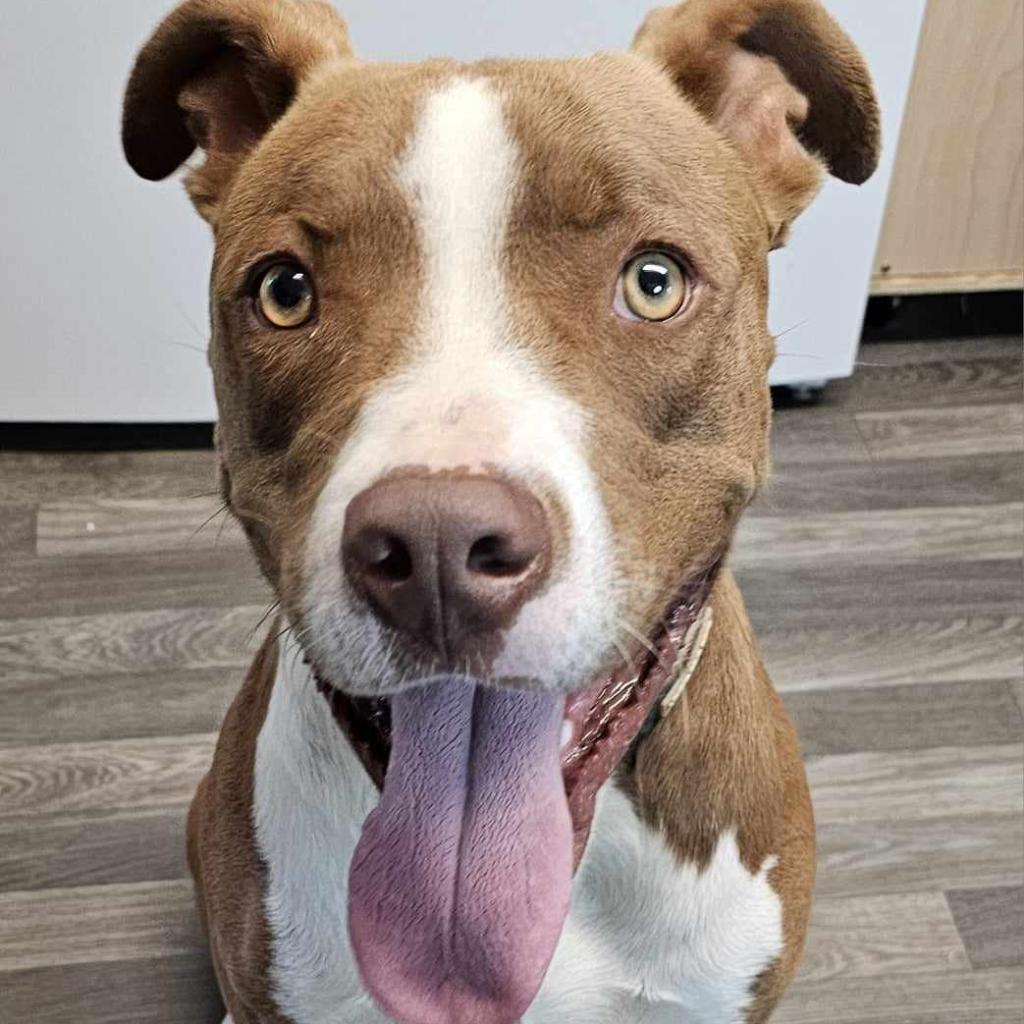 These adorable adoptable pets are looking for a good home and lots of ...