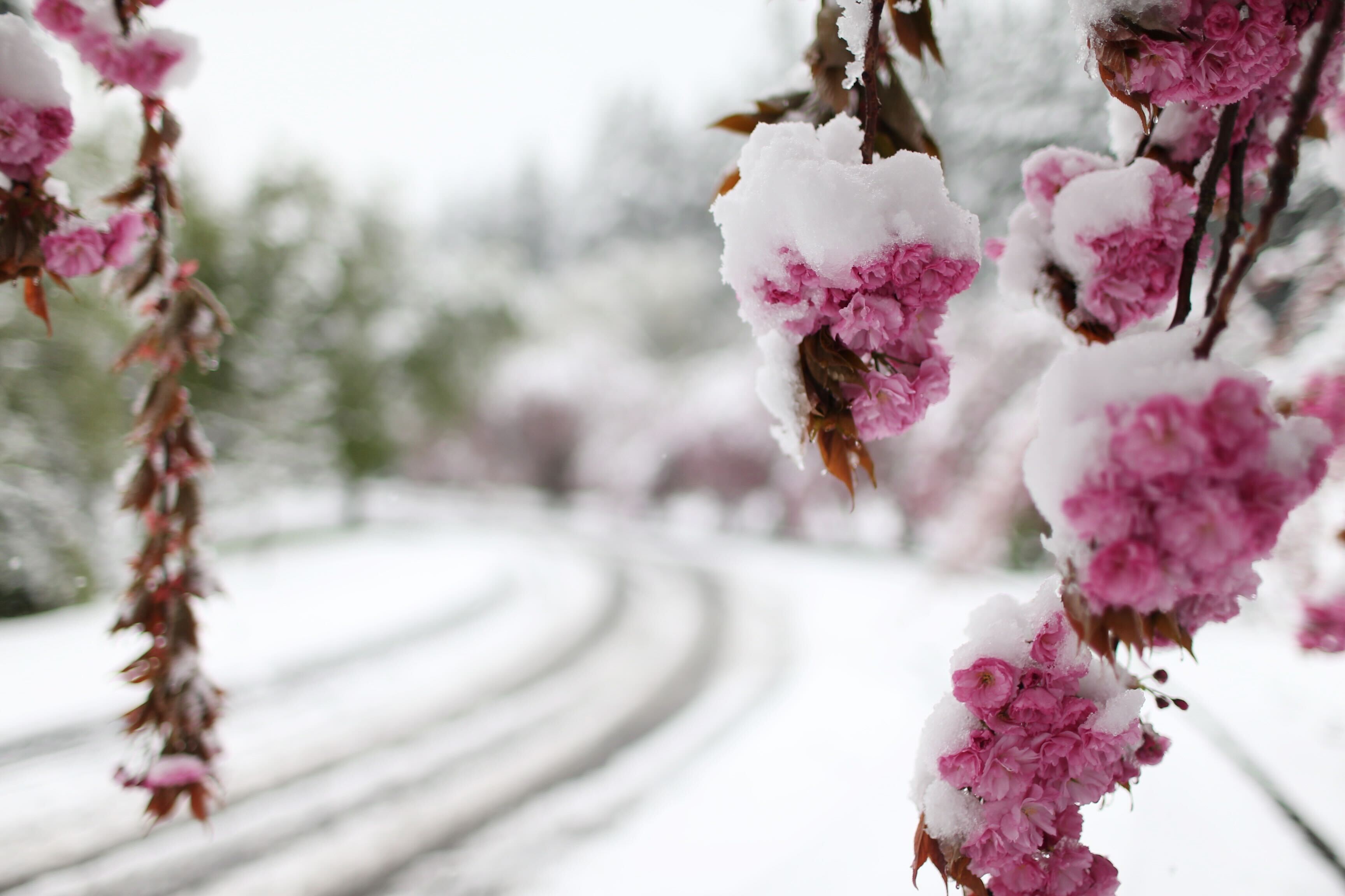 Spring Snow
