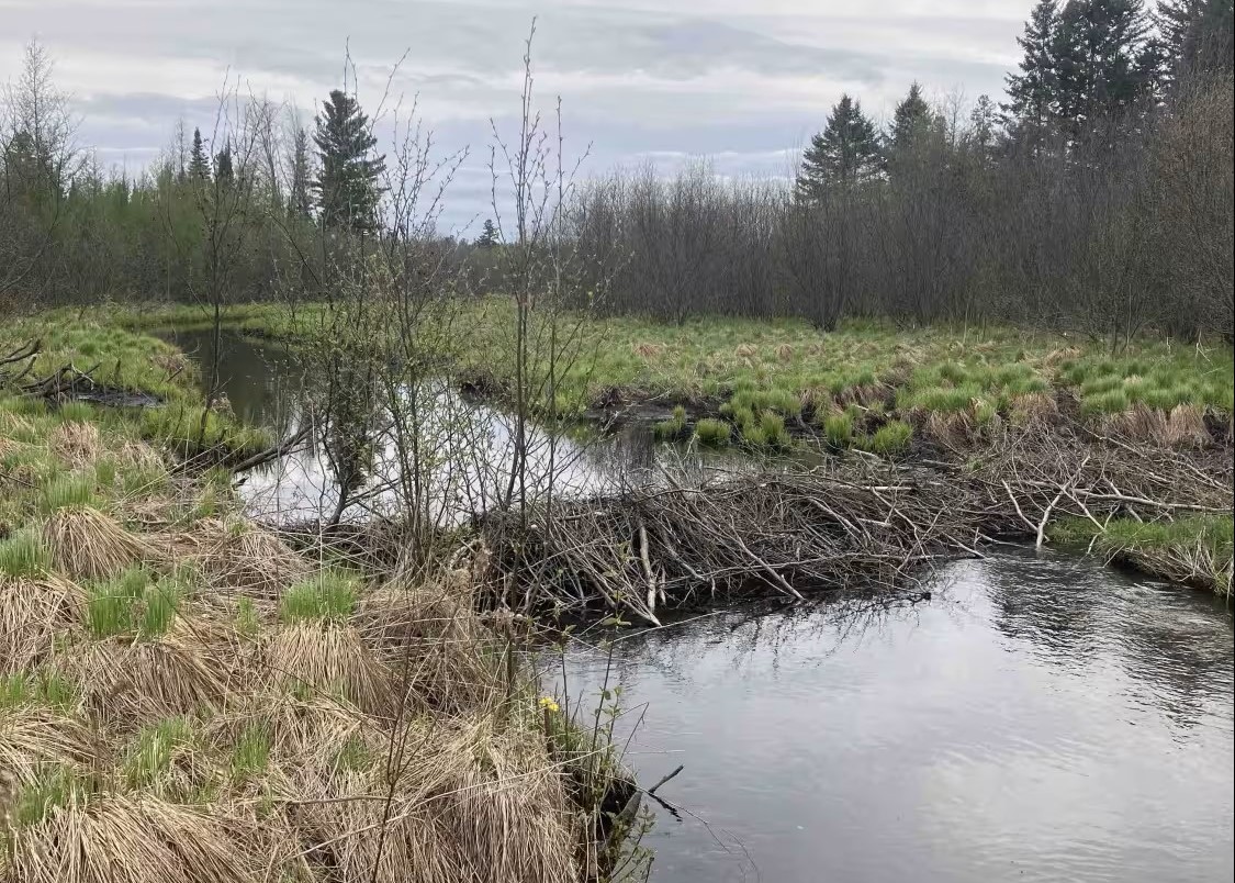 Beaver dams on trout streams - mlive.com