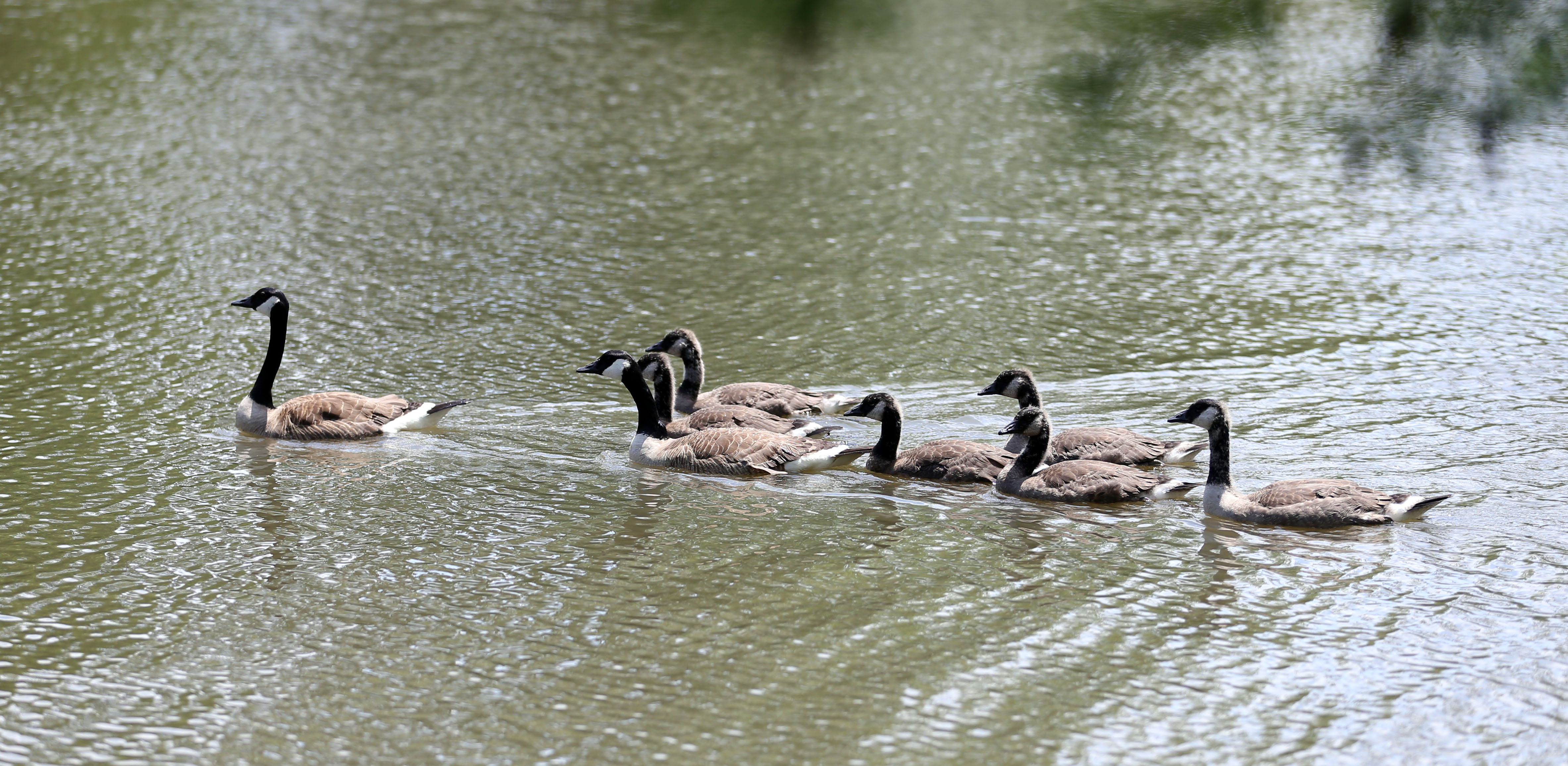 Geese Chasers clear out geese from area land，June 14，2023 - cleveland.com