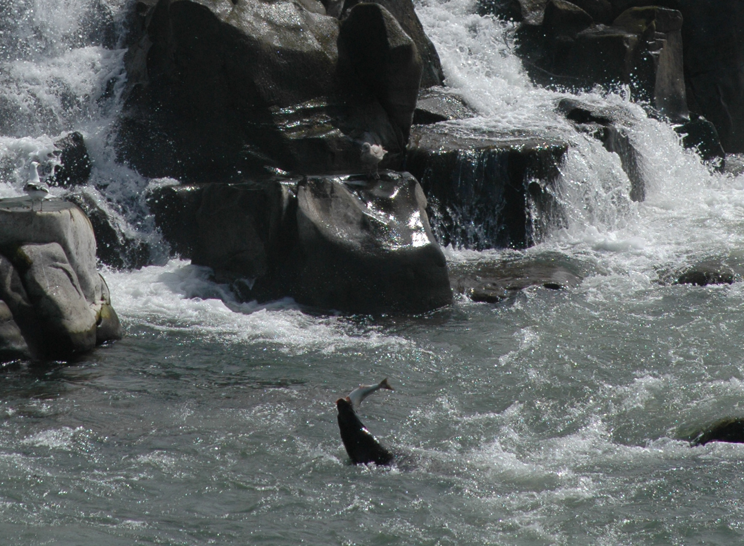 willamette falls - oregonlive.com